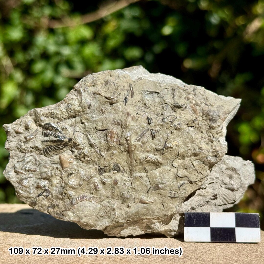 Dalmanites Trilobite Tail Fossil – Silurian Wenlock Limestone, Wrens ...