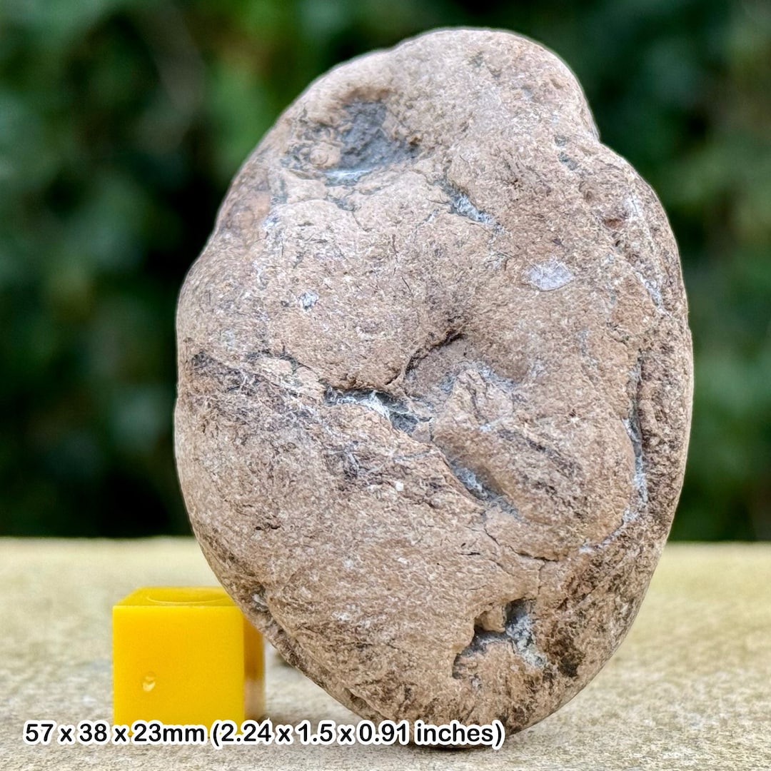 Fossil Ichthyosaur Coprolite Jurassic Coast Fossil From Black Ven Marls ...