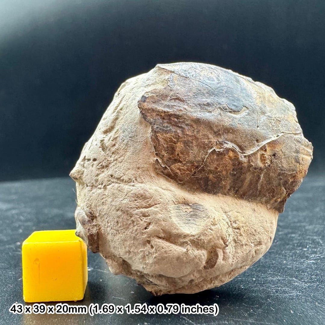 Rare: Hoploparia Fossil Lobster – Eocene, London Clay Formation, Warden ...