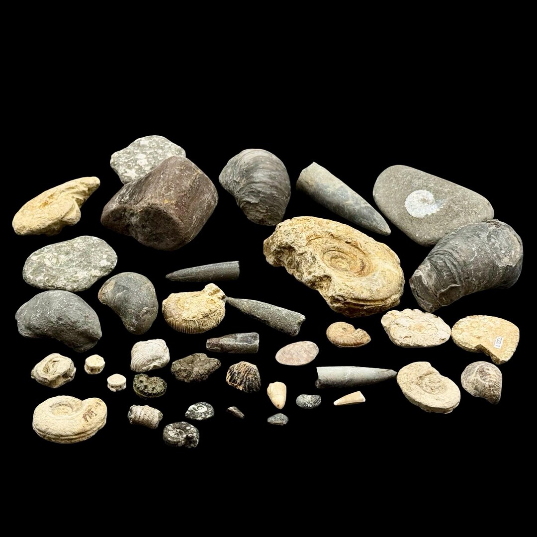 British Jurassic Fossil Mix 1kg 38 X Specimens Dorset Somerset Uk ...
