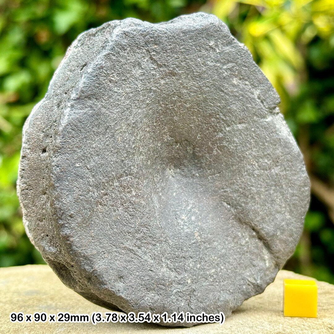 Very Large Ichthyosaur Vertebra Fossil - Kimmeridge Clay, Jurassic ...