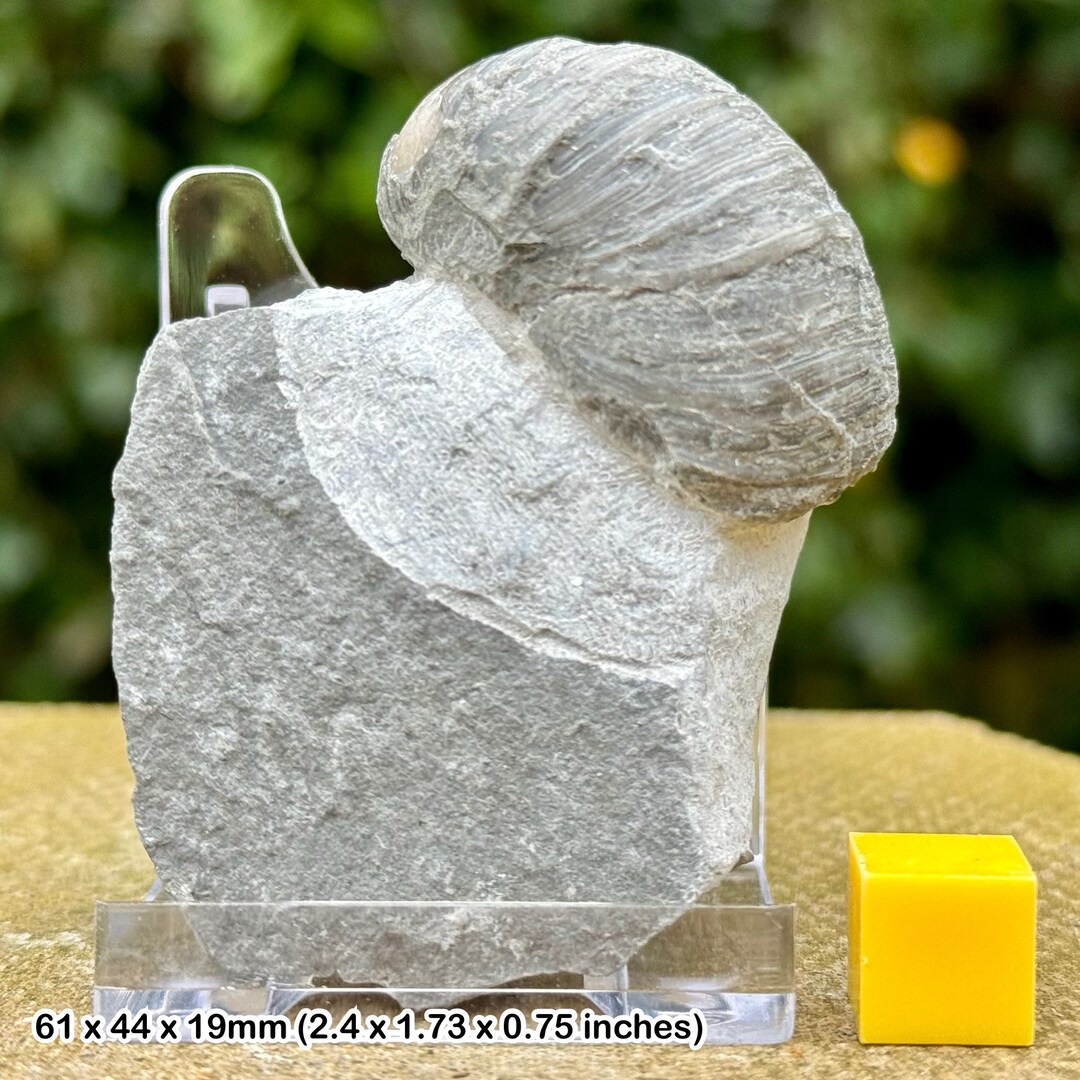 Genuine Gryphaea devil's Toenail Shell Fossil With Stand Blue Lias, Uk ...