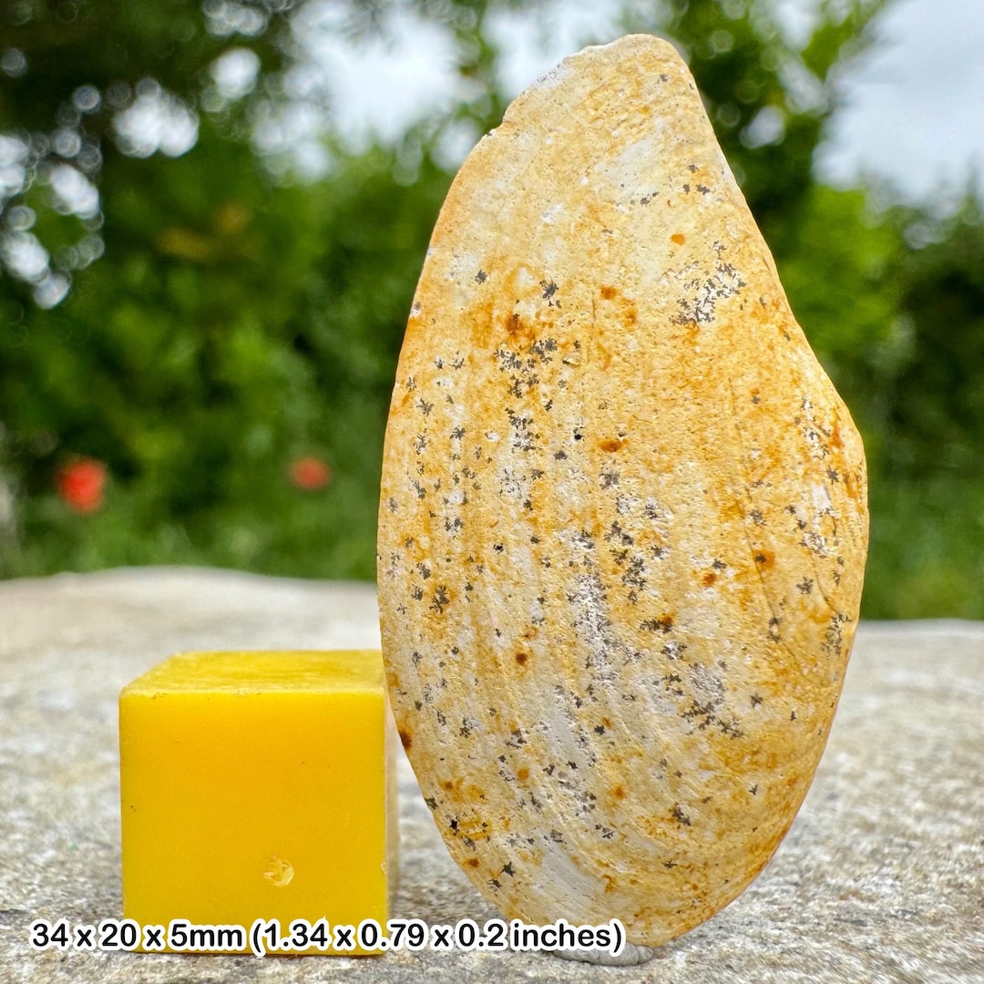 Rare Yoldia Oblongoides Bivalve Fossil Pliocene Norwich Crag Formation ...