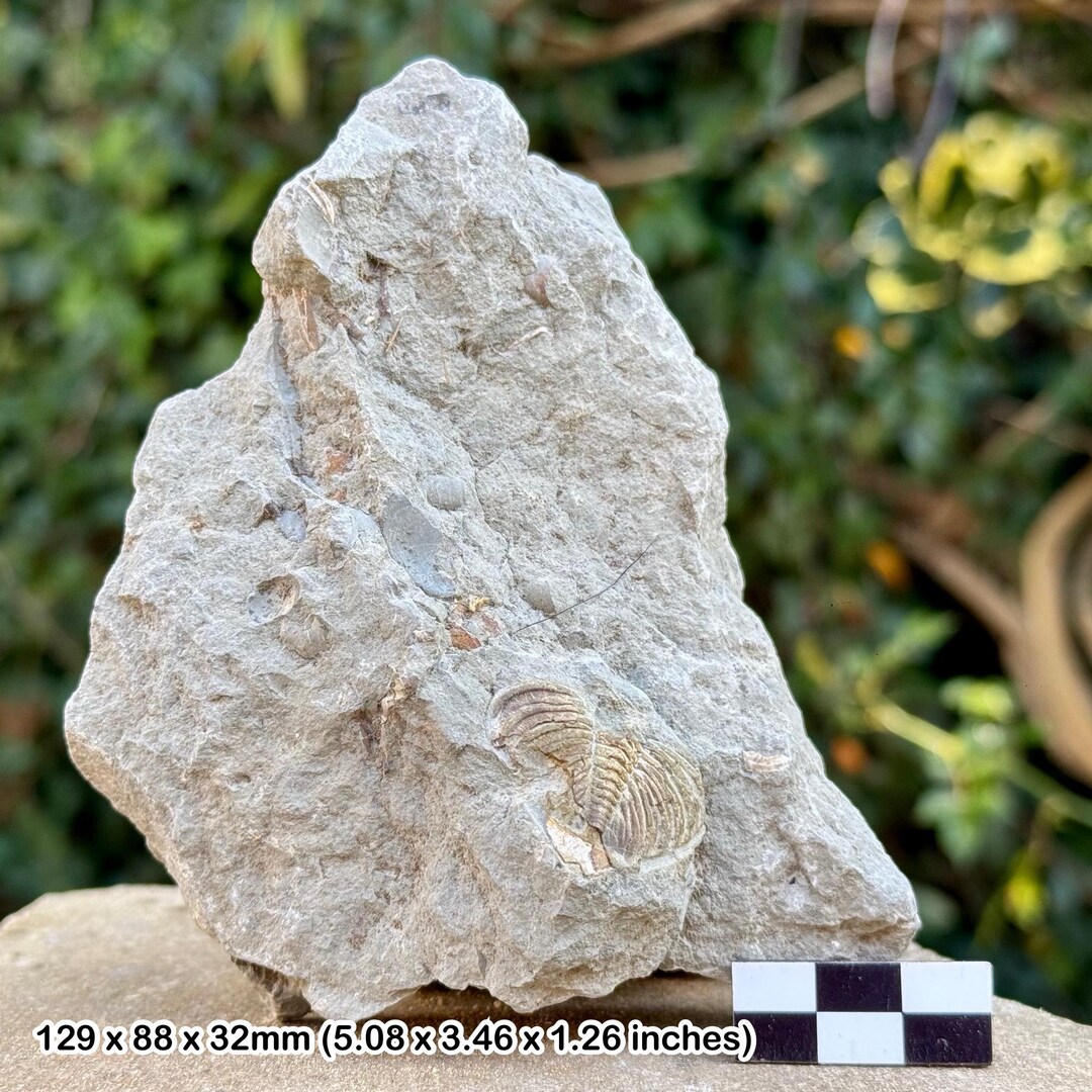 Rare Dalmanites Fossil Trilobite Tail – Much Wenlock Limestone ...