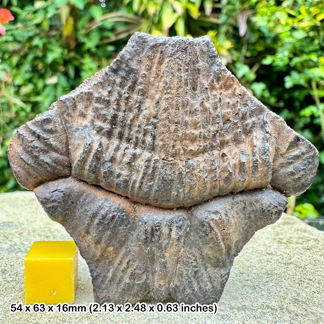 Rare Fossil Turtle Shell Plate Pleistocene: Usa Authentic With Coa - Etsy