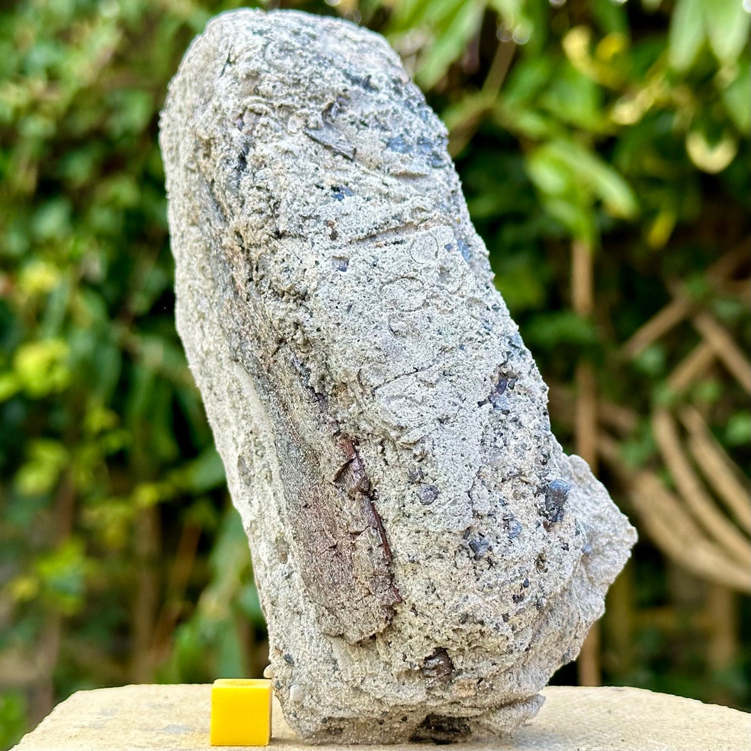 Fossil Bone Bed Reptiles Teeth & Coprolite Bed Collection - Etsy