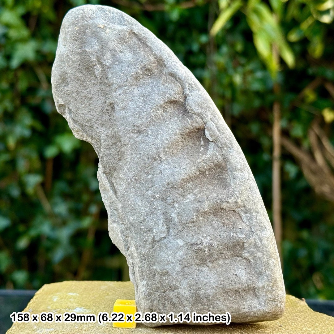 Large Ammonite Chunk Green Ammonite Beds, Jurassic, Stonebarrow Cliff ...