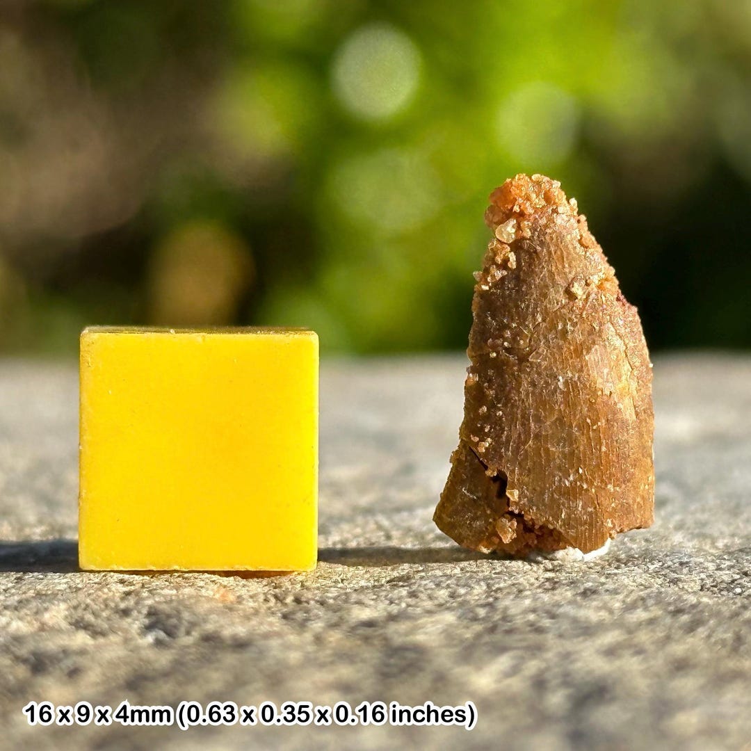 Genuine Raptor Dinosaur Tooth deltadromeus Agilis Fossil Specimen From ...