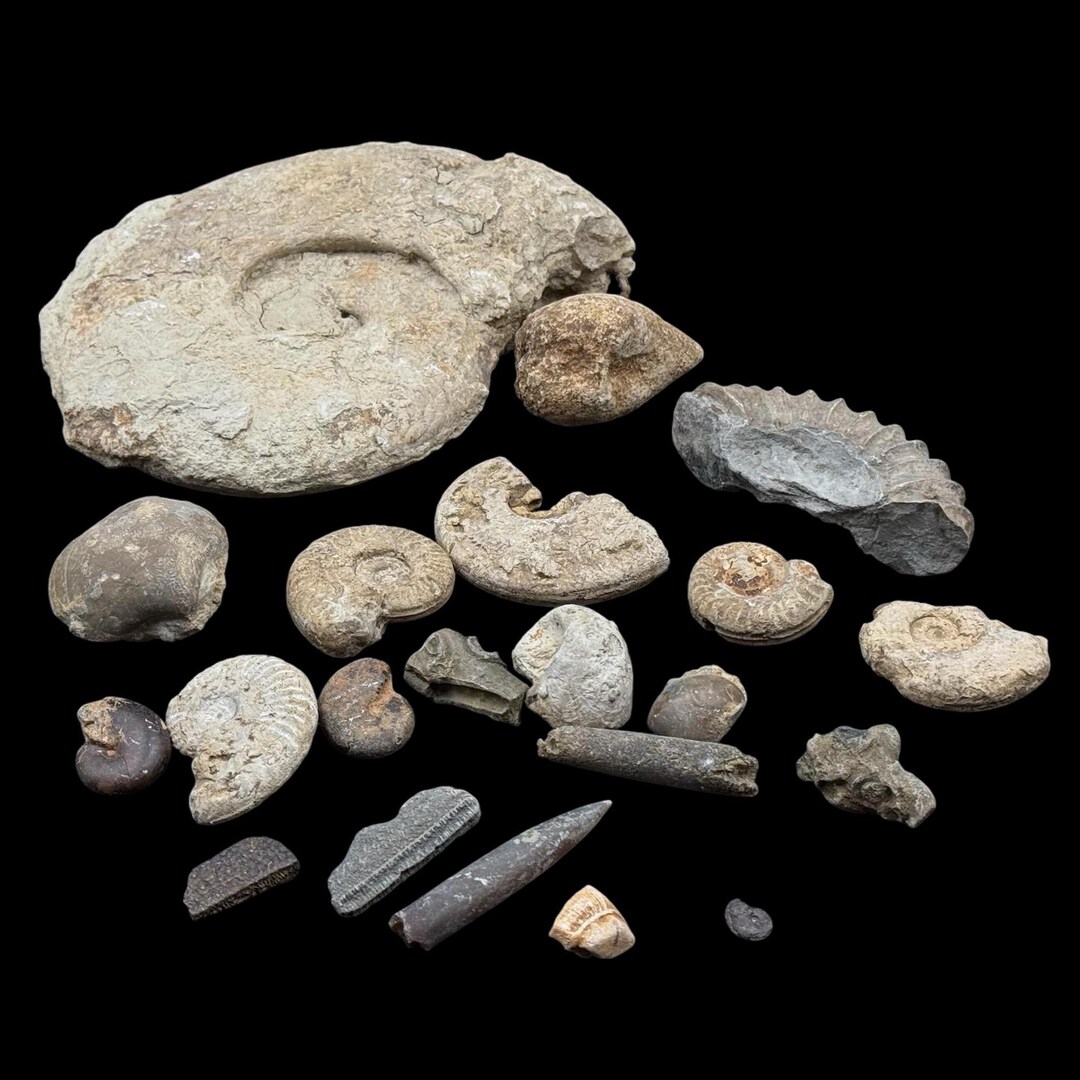 1kg Bulk British Fossil Mix 21 X Fossils Budget Mix including Dorset ...