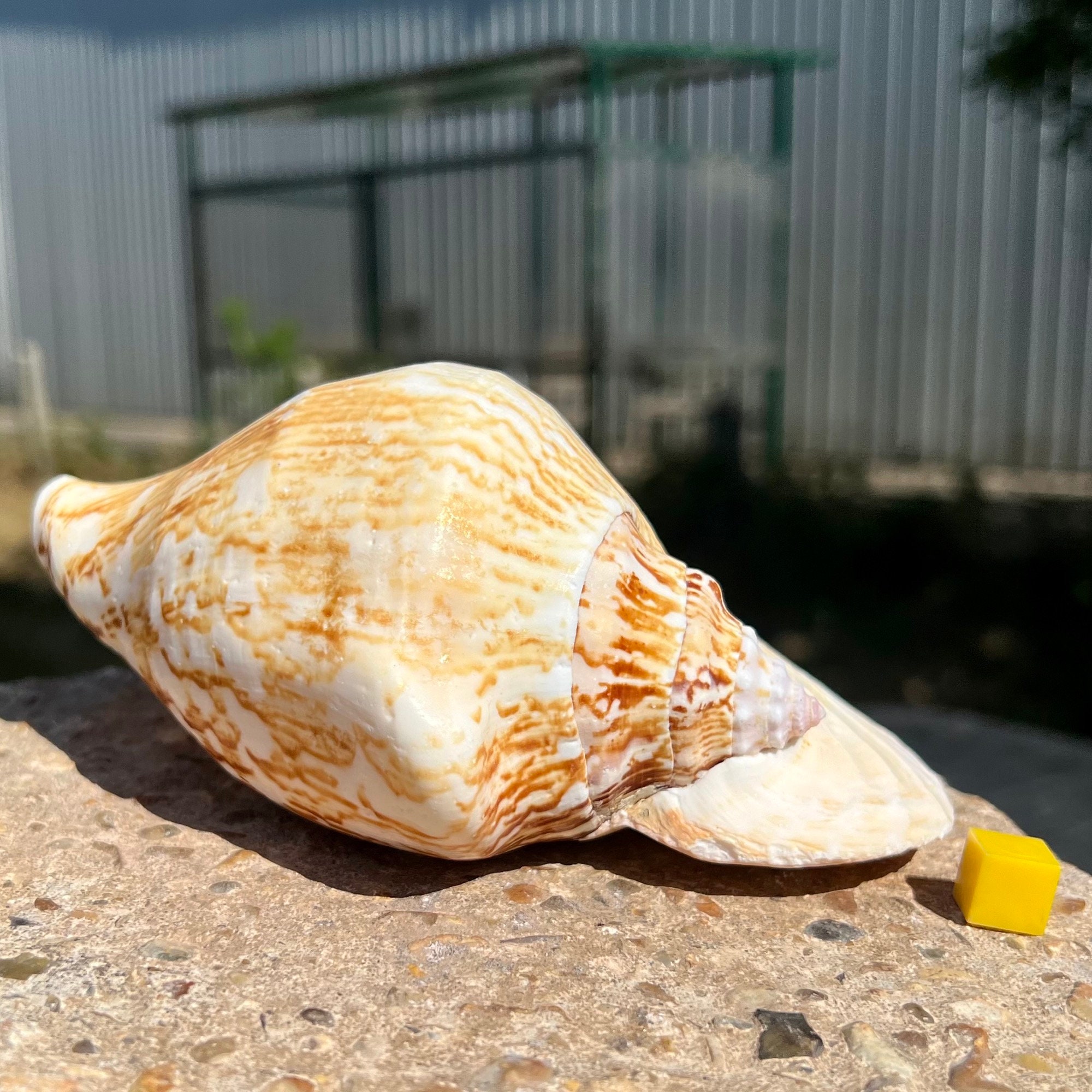 Certified Milk Conch Seashell Genuine Shell for Crafts & Fish Tanks - Etsy