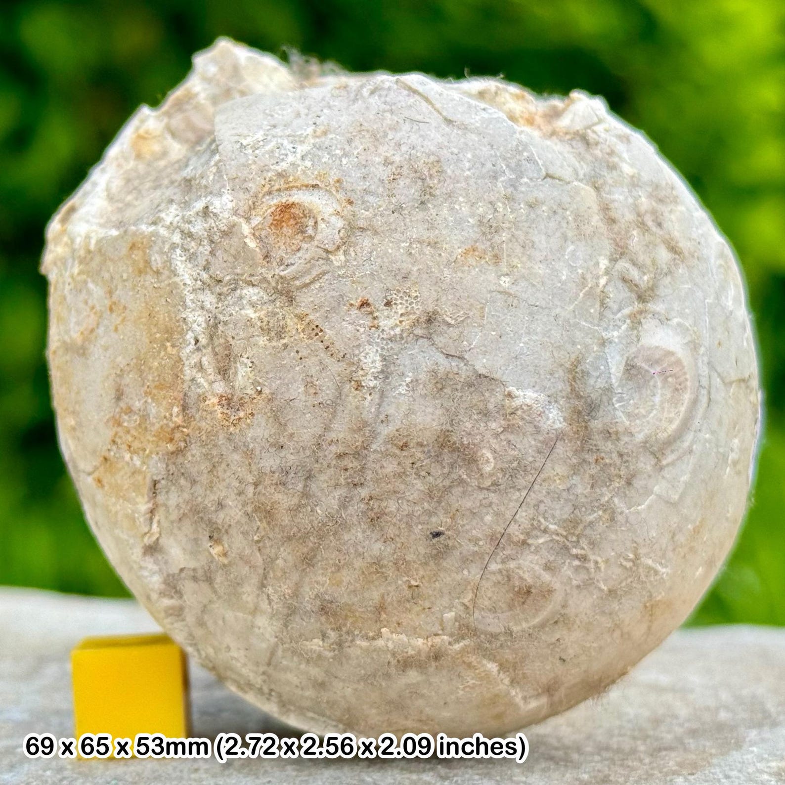 Rare Echinocorys Fossil Echinoid - Cretaceous Chalk, Weybourne, Norfolk ...