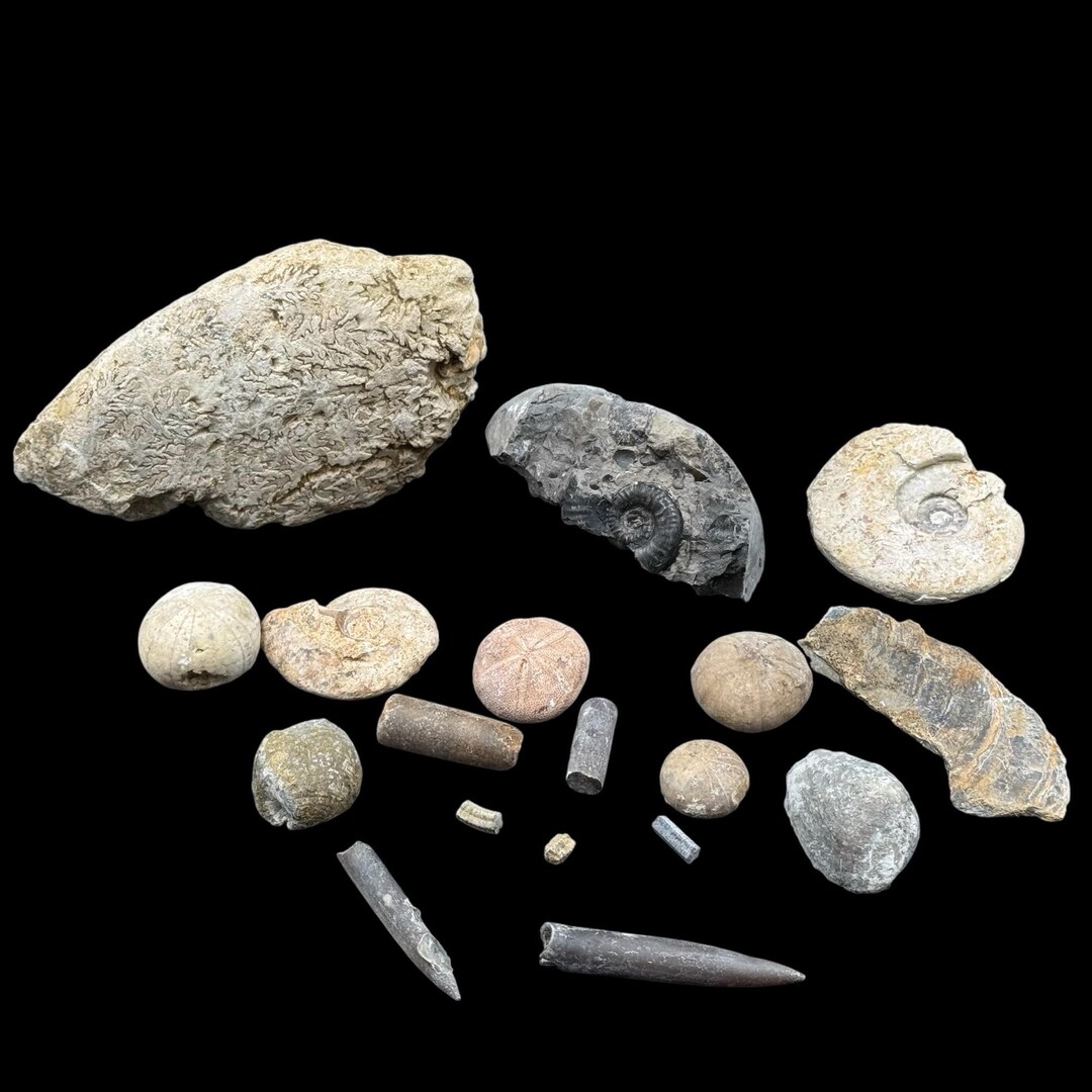 1kg British Jurassic Fossil Mix – 18 X Genuine Fossils From Dorset ...