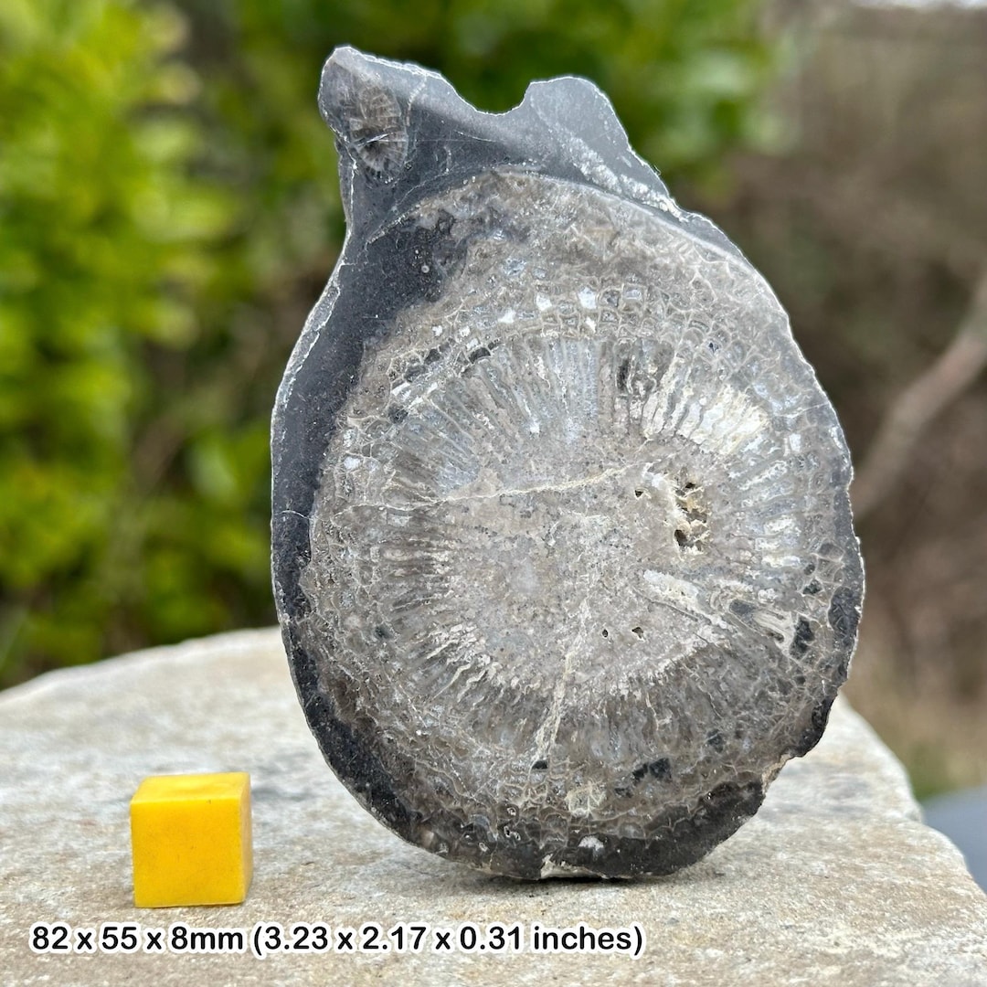 Fossil Sliced Caninia Coral - Carboniferous Period, Uk - Beautiful ...