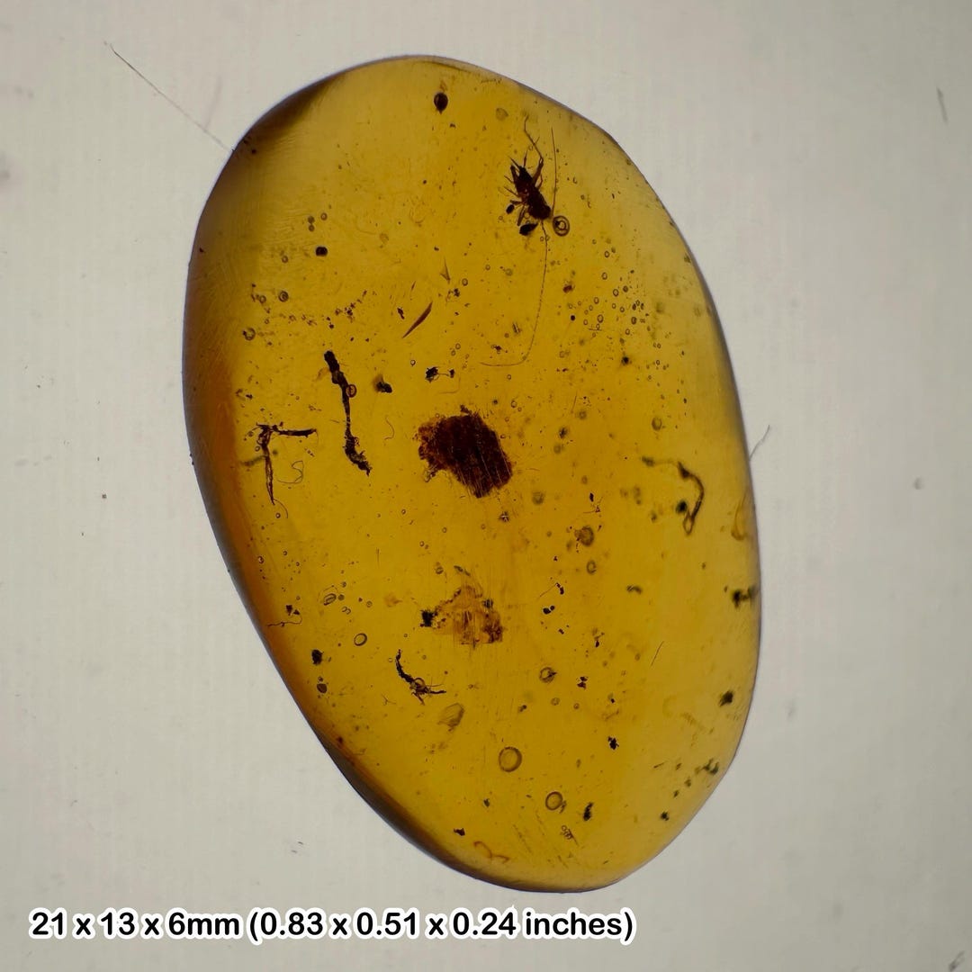 Burmese Cretaceous Amber With Various Insect Inclusions, Uv Fluorescent ...
