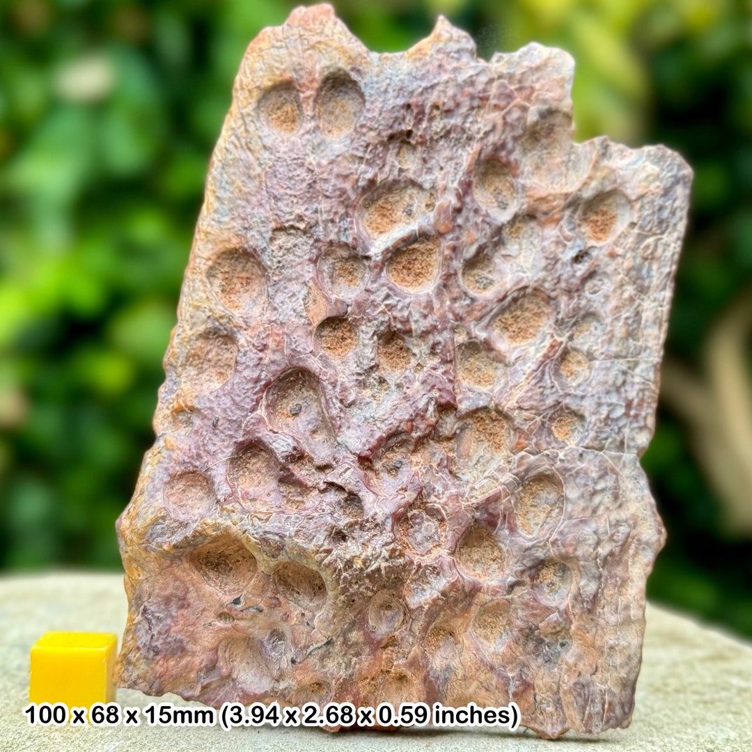 Rare Leidyosuchus Dermal Armor Body Plate Crocodile Fossil - Hell Creek ...