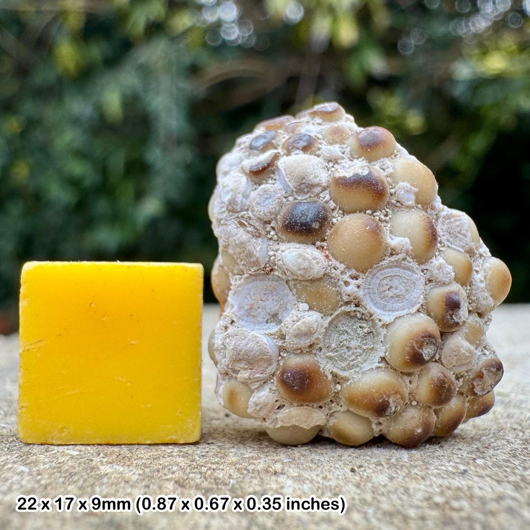 Pycnodont Fish Teeth Palate Fossil | Jurassic Oxfordian | Oxfordshire ...