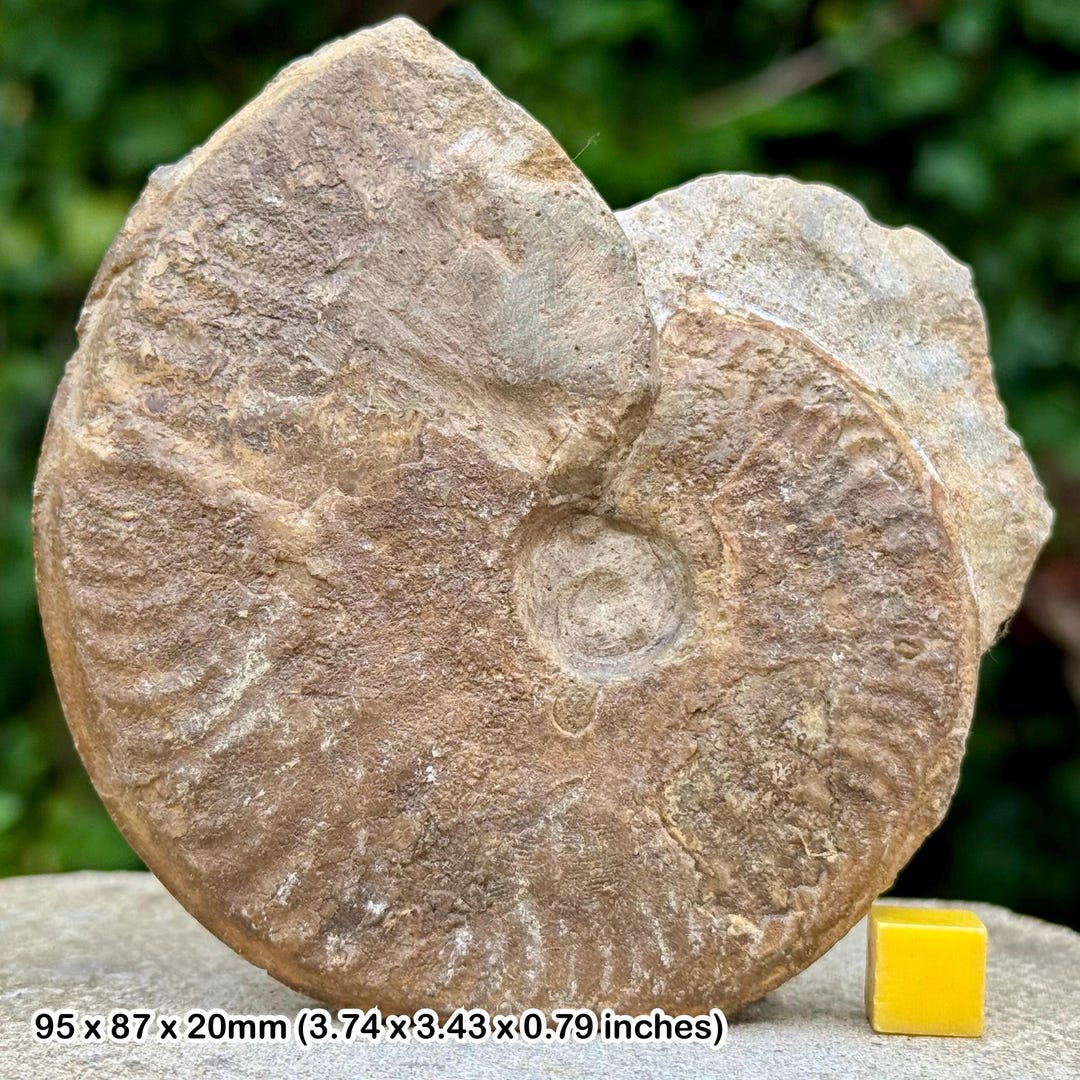 Graphoceras Concavum Fossil Ammonite – Jurassic Coast Dorset, UK (0.5kg ...