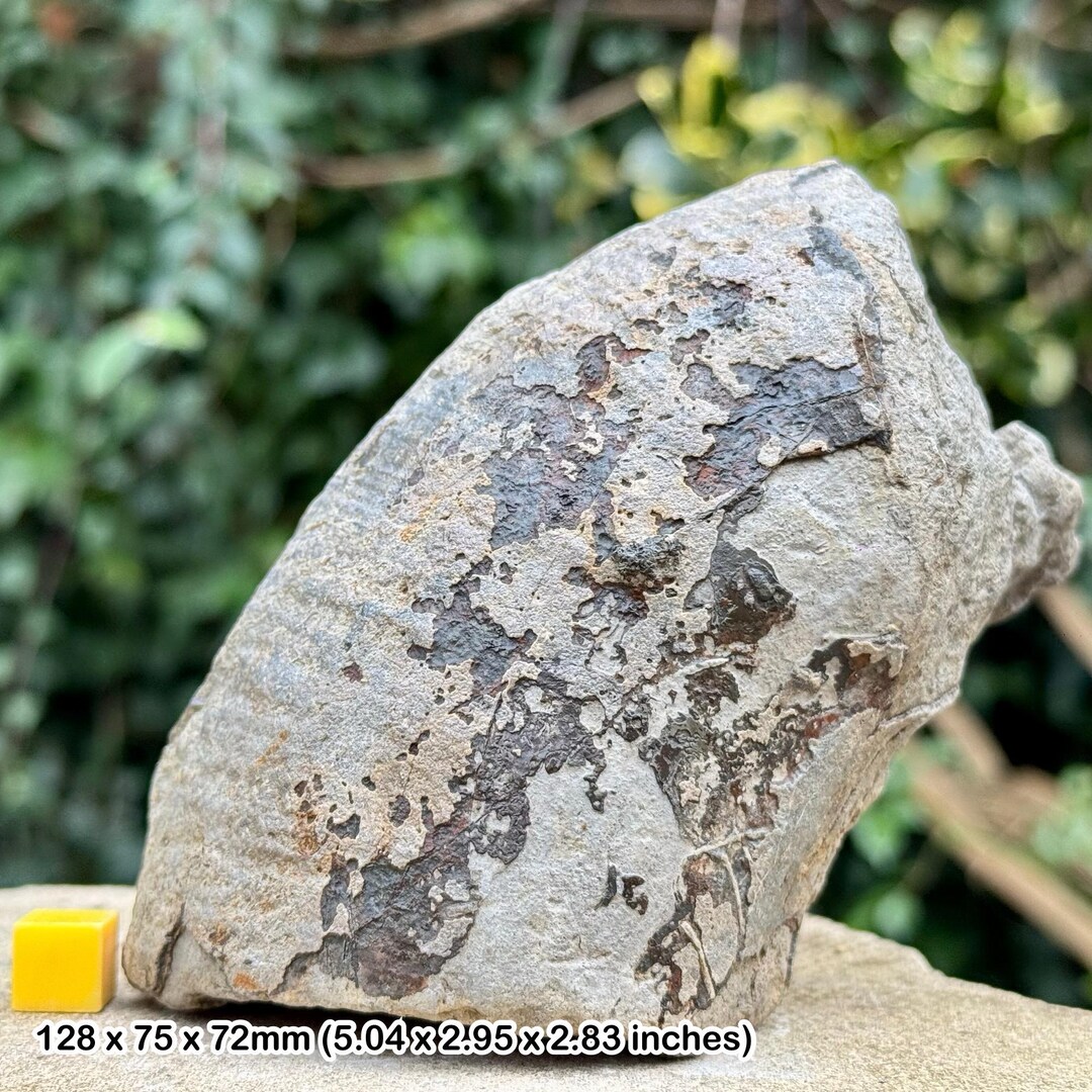 Large Ammonite Fossil Chunk Partial | Jurassic Green Ammonite Beds Lyme ...