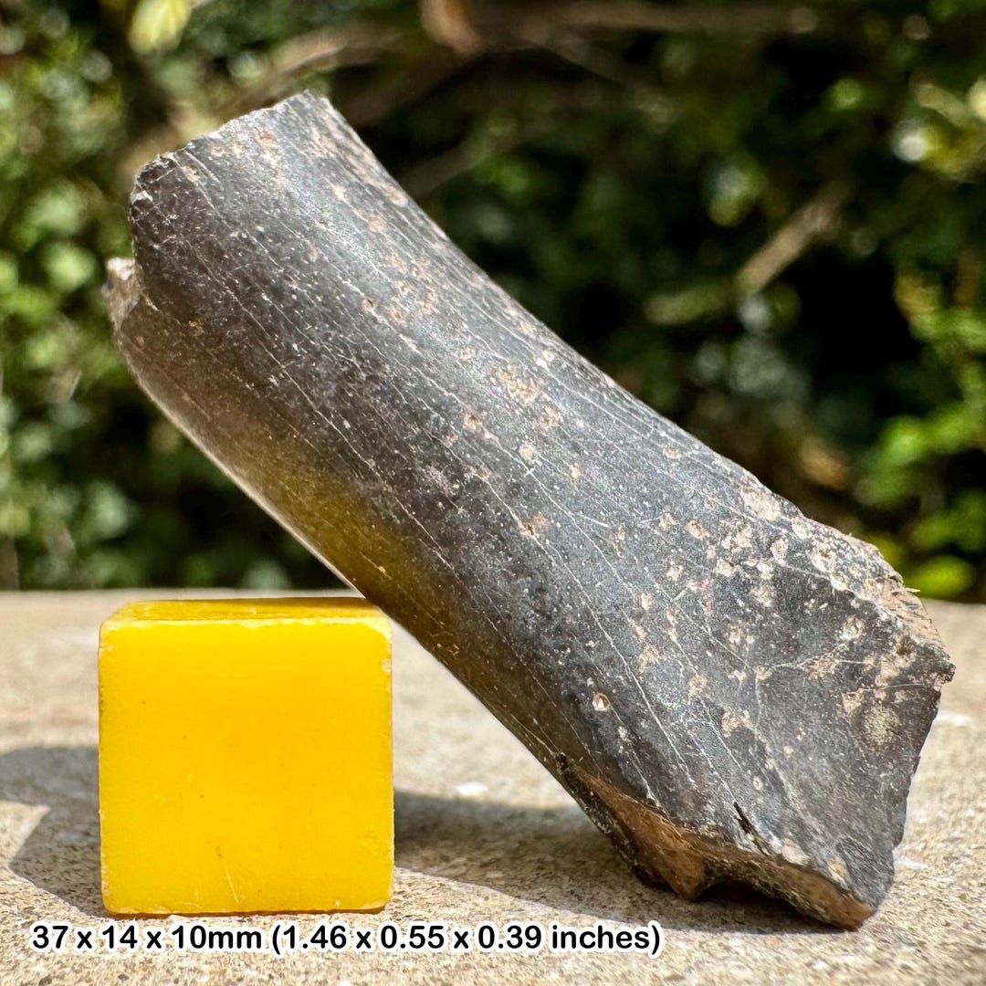 Rare: Trionyx Fossil Turtle Ulna – Bracklesham Beds, Eocene ...