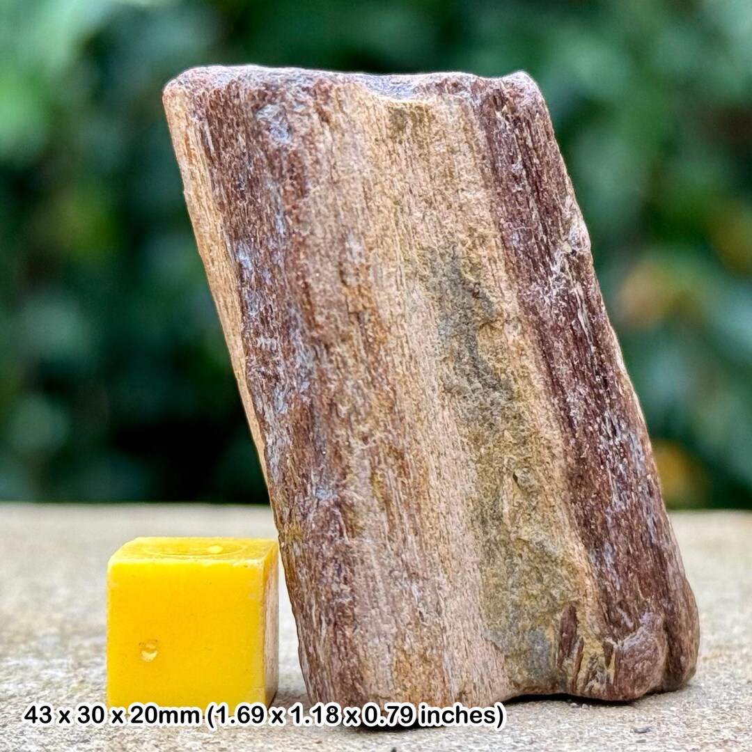 Rare Pliosaur Reptile Fossil Rib Section | Kimmeridge Clay, Jurassic ...