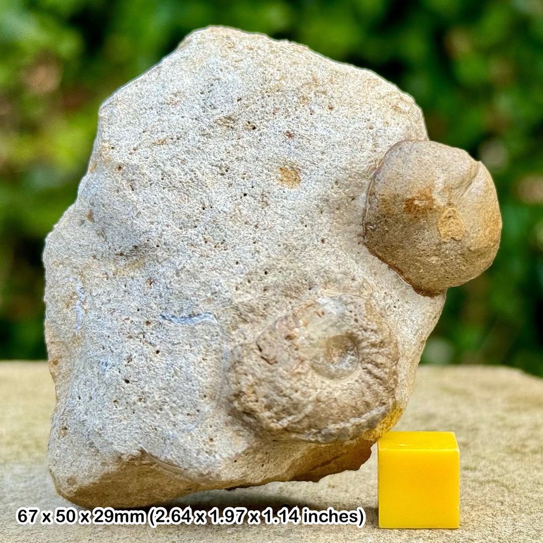 Rare Fossil Ammonite and Bivalves Block Jurassic Beacon Limestone ...