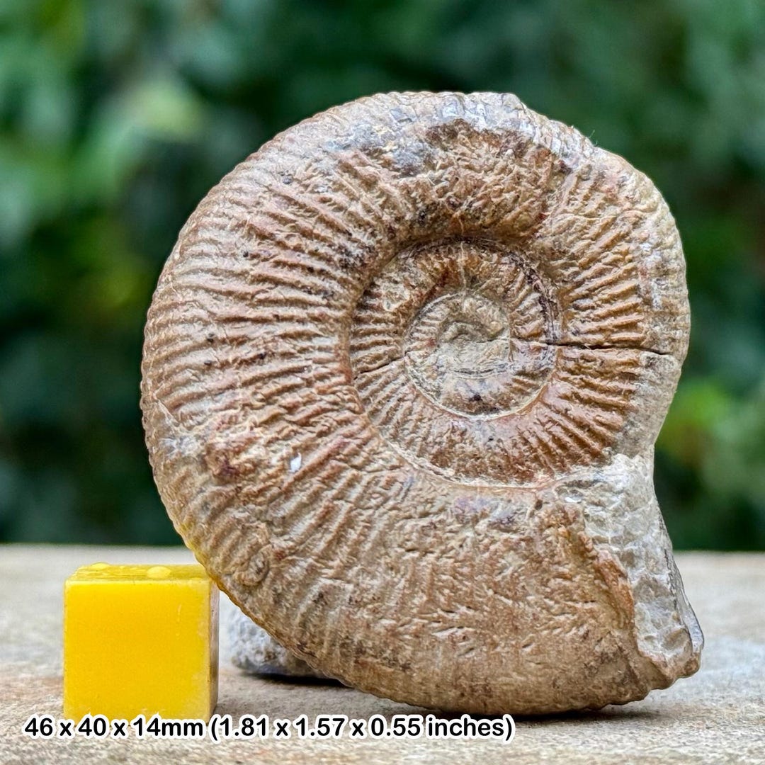 Perisphinctes (dichotomosphinctes) Elizabethae Fossil Ammonite - Middle ...