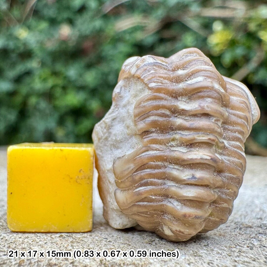 Rare Kainops Raymondi Fossil Trilobite – Haragan Formation, Lower ...