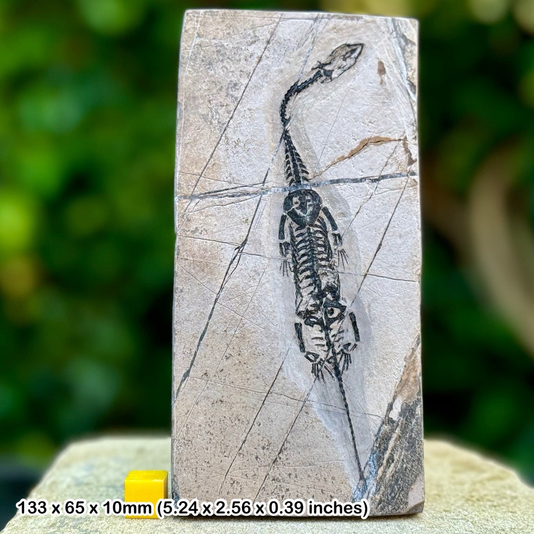 Keichousaurus Hui Dinosaur Reptile Fossil, Formation Guanling, Triassic ...