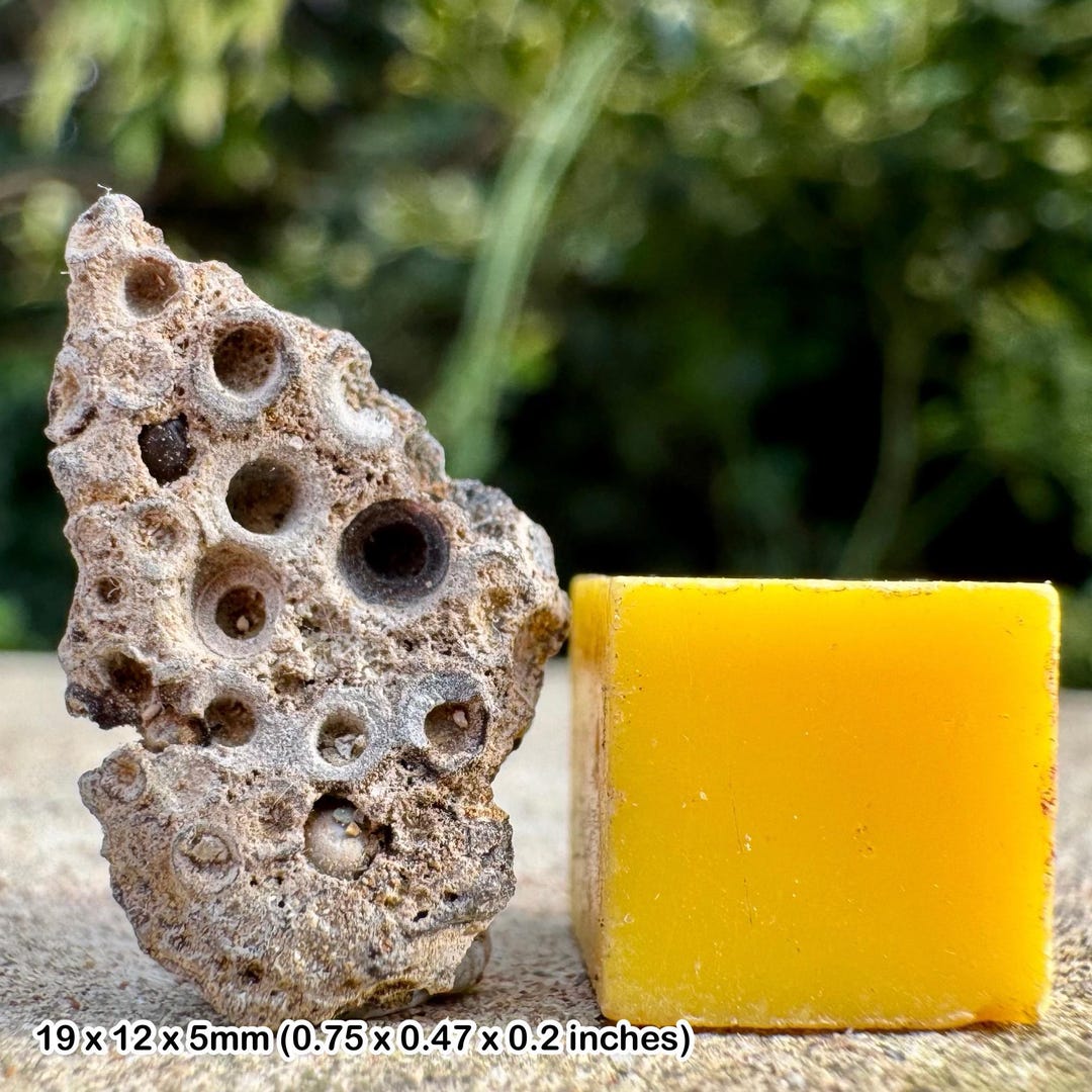 Rare Paleocene-eocene Fish Palette Fossil Albula Species, Oldhaven Beds ...