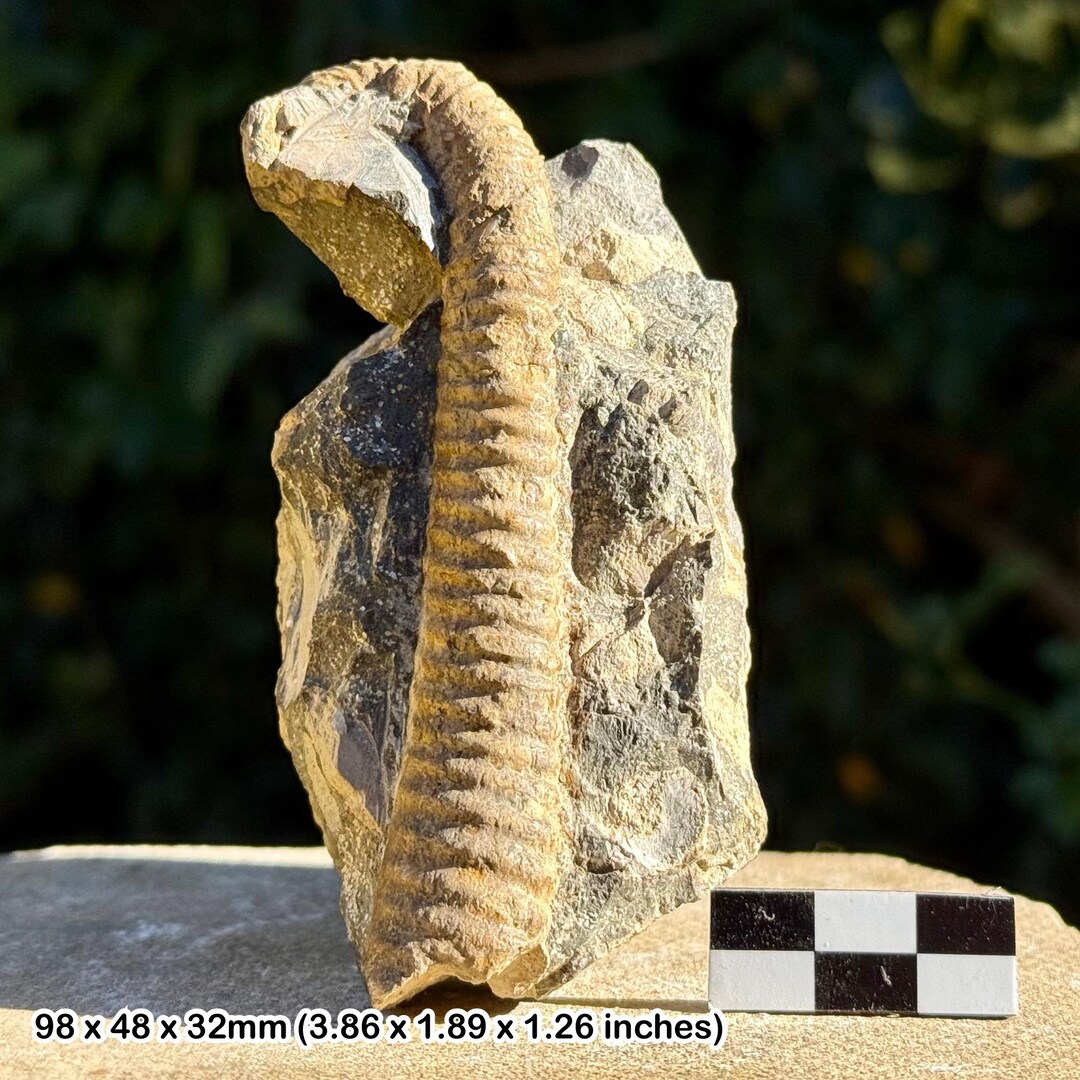 Very Rare Heteroceras Obliquatum Couletti Heteromorph Ammonite Fossil ...