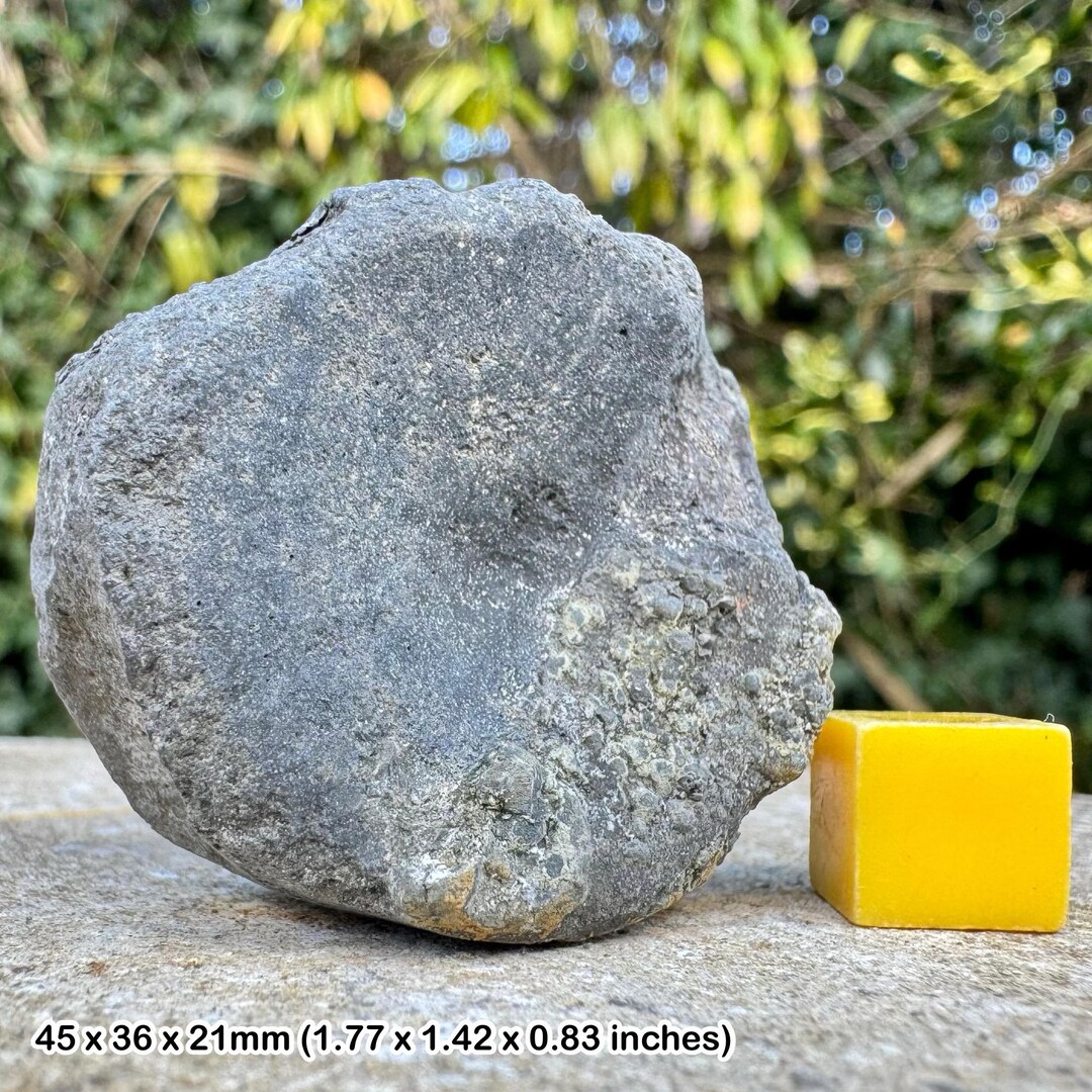 Rare Ichthyosaur Vertebra Fossil, Jurassic Coast, Black Ven Marls, Lyme ...