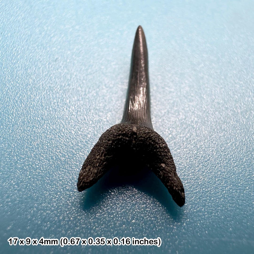 Beltinge (herne Bay) Fossil Shark Tooth, Eocene, Kent, Uk Certificated ...