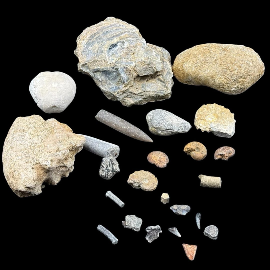 1kg British Jurassic Fossil Mix – 24 X Genuine Fossils From Dorset ...