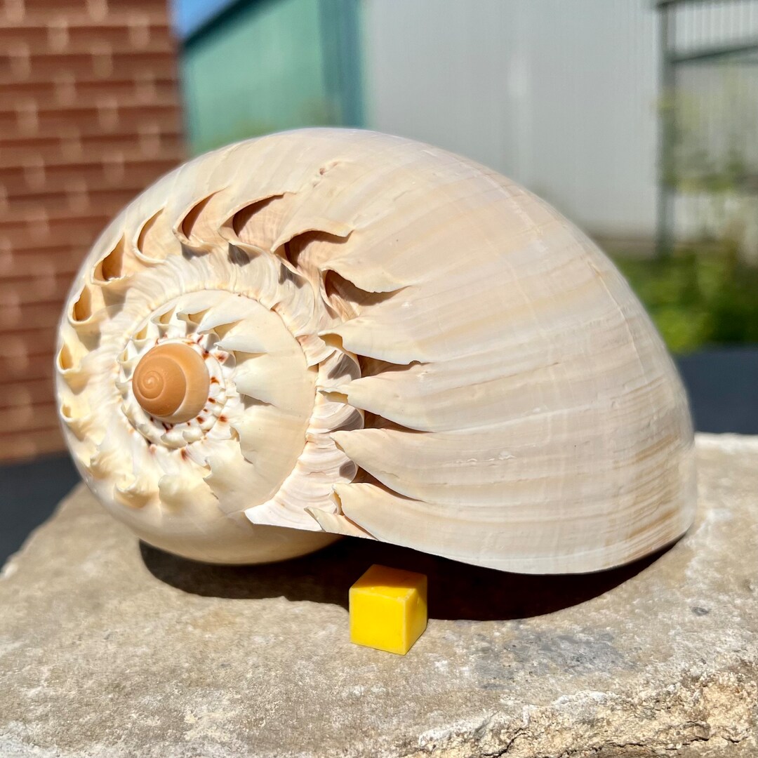 Genuine Melon Shell Seashell Lightfoot Burma to Philippines - Etsy