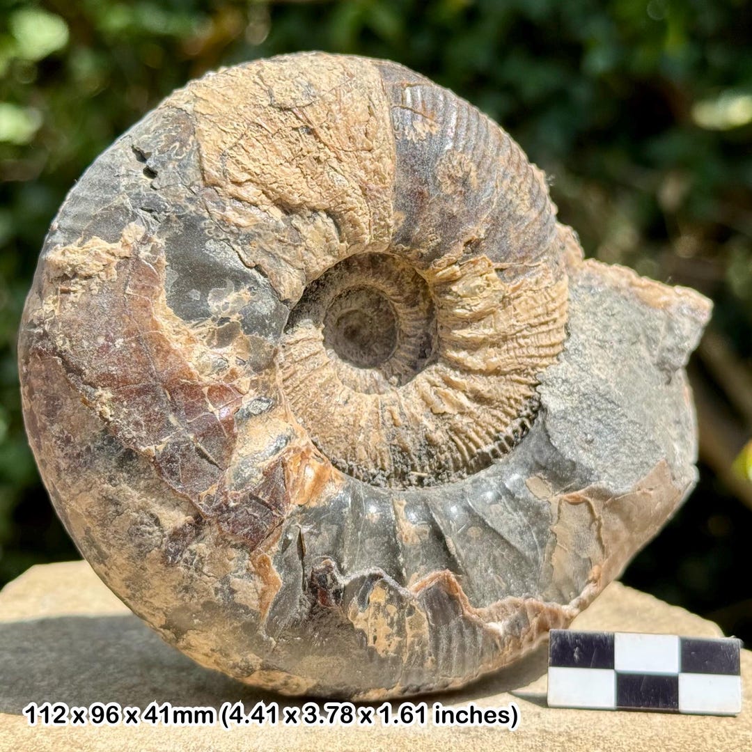 Kosmoceras Ammonite Fossil – Oxford Clay Jurassic Uk, Cotswold Water ...