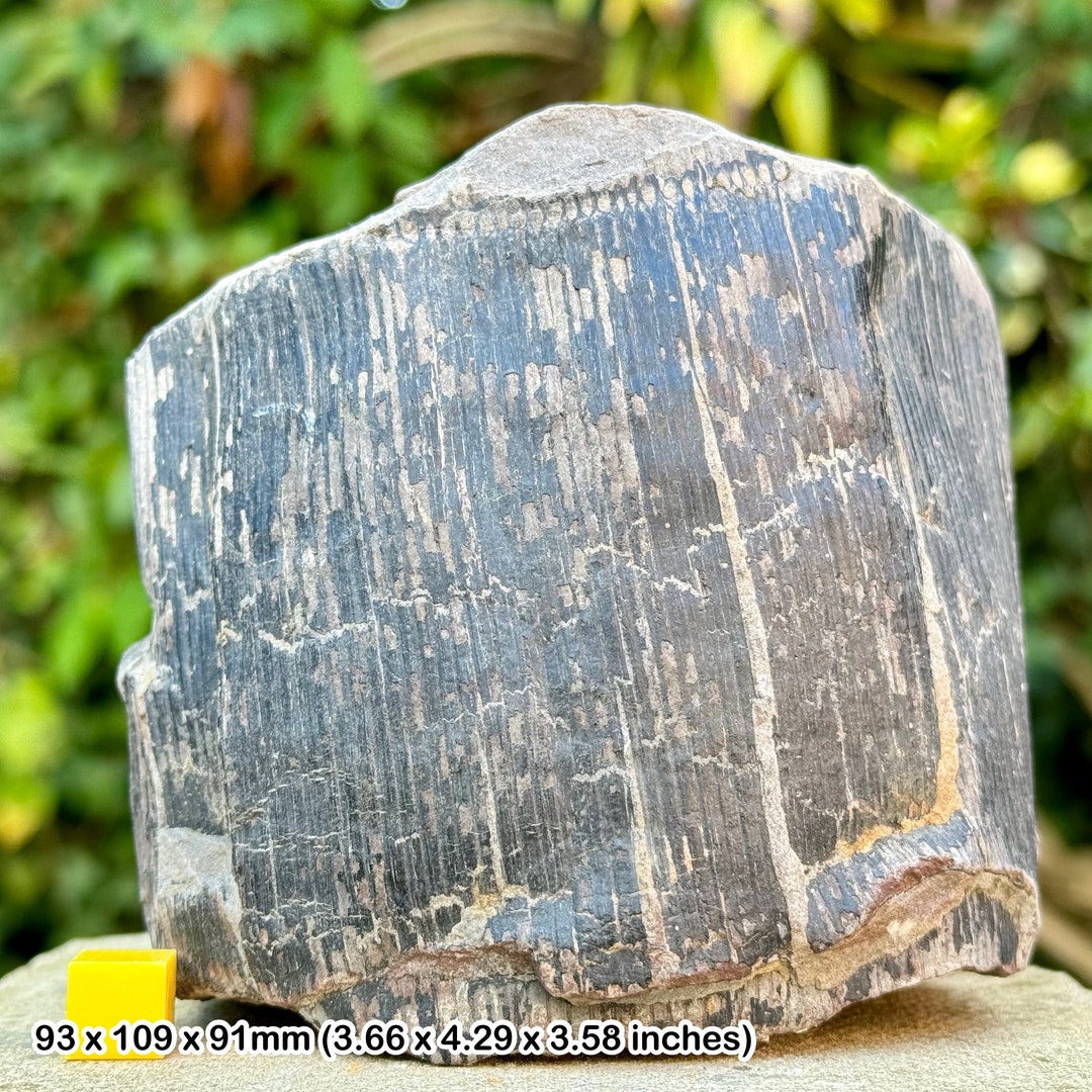 Genuine Calamites Carboniferous Tree Stem Fossil Carboniferous Period ...