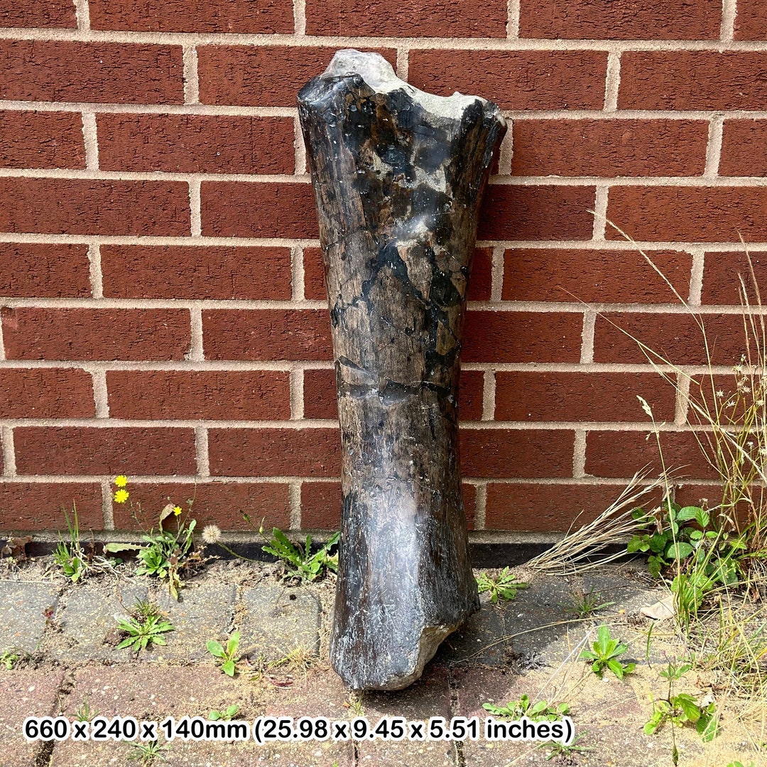 Complete Iguanodon Dinosaur Limb Bone Fossil, Cretaceous Age, Isle of ...