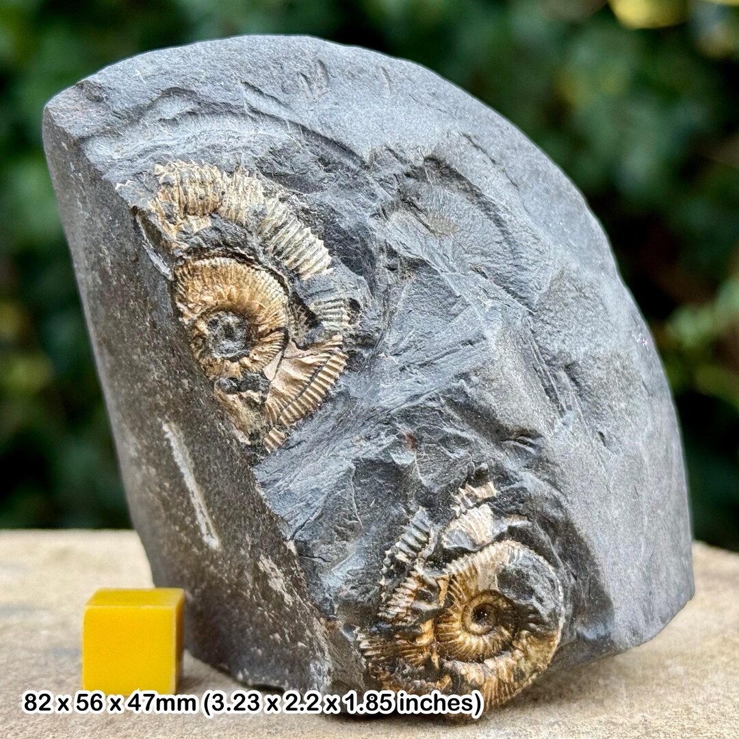 Kosmoceras Jasoni Ammonite Fossil Block, Oxford Clay, Callovian ...