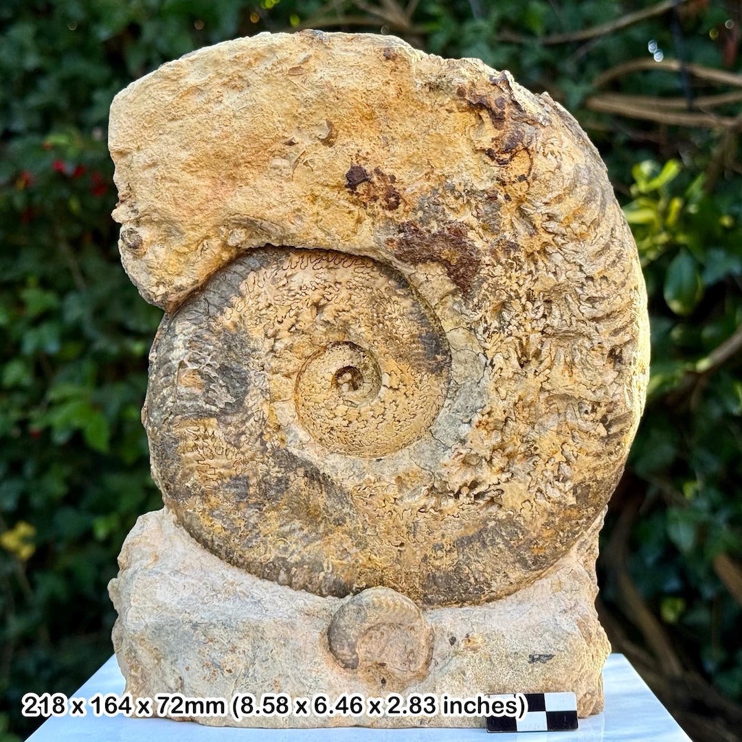 Harpoceras Fossil Ammonite Jurassic Coast Eype Dorset Uk – Genuine ...