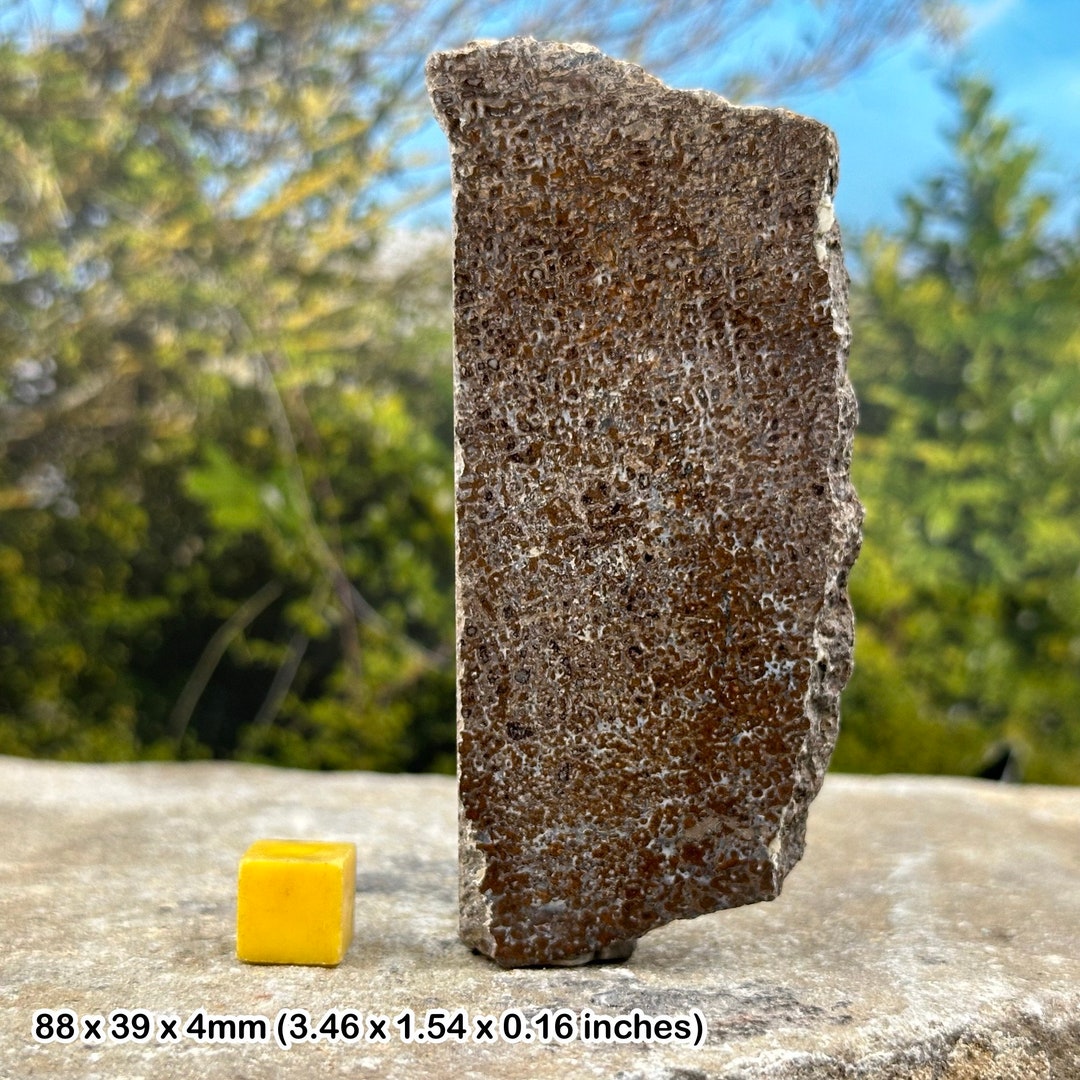 Atlasaurus Sauropod Slice, Dinosaur Bone Fossil, Genuine - Etsy