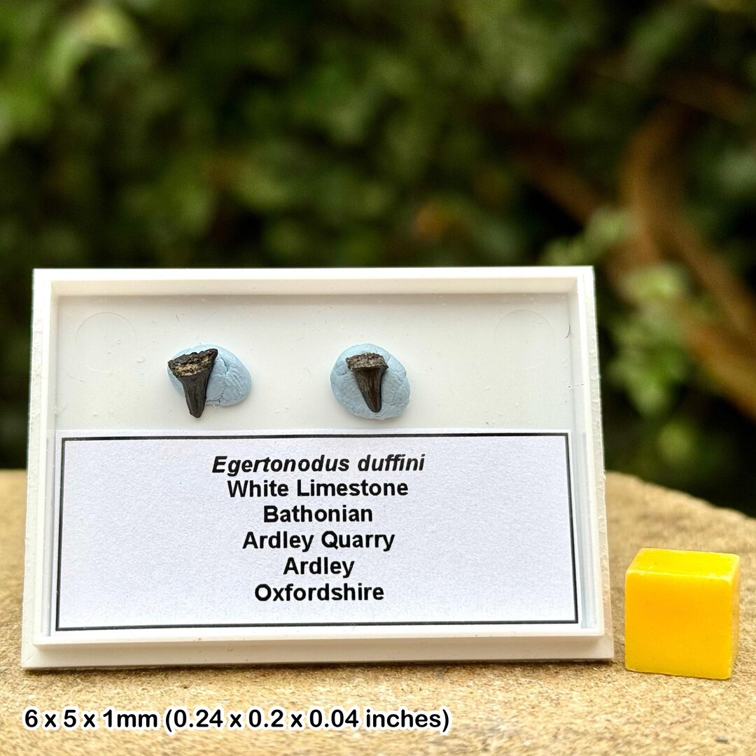 Jurassic Hybodont Fish Fossil Teeth, UK Ardley Quarry Set - Etsy