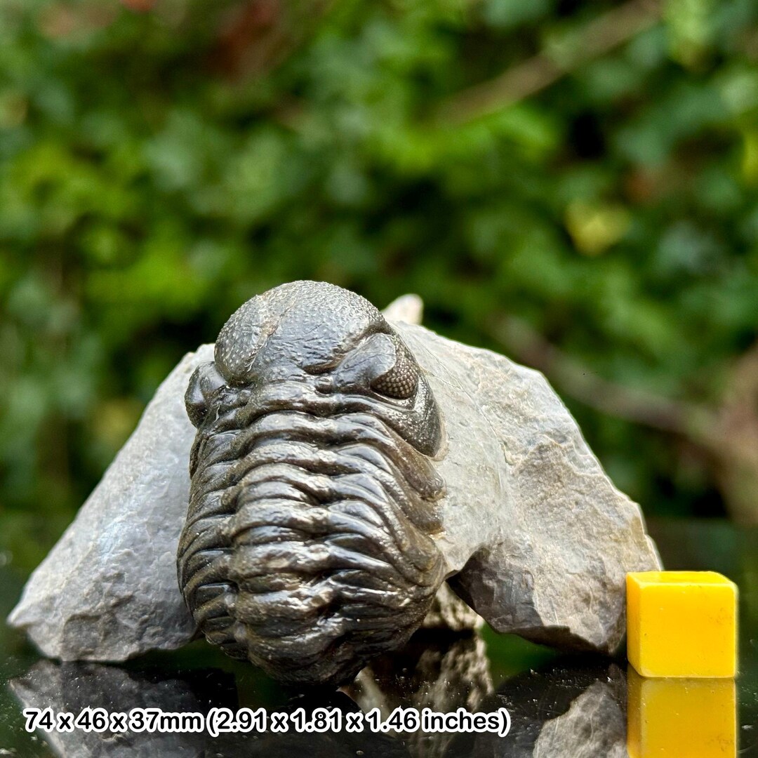 Phacops a Grade Fossil Trilobite – Taboumakhlouf Formation, Eifelian ...