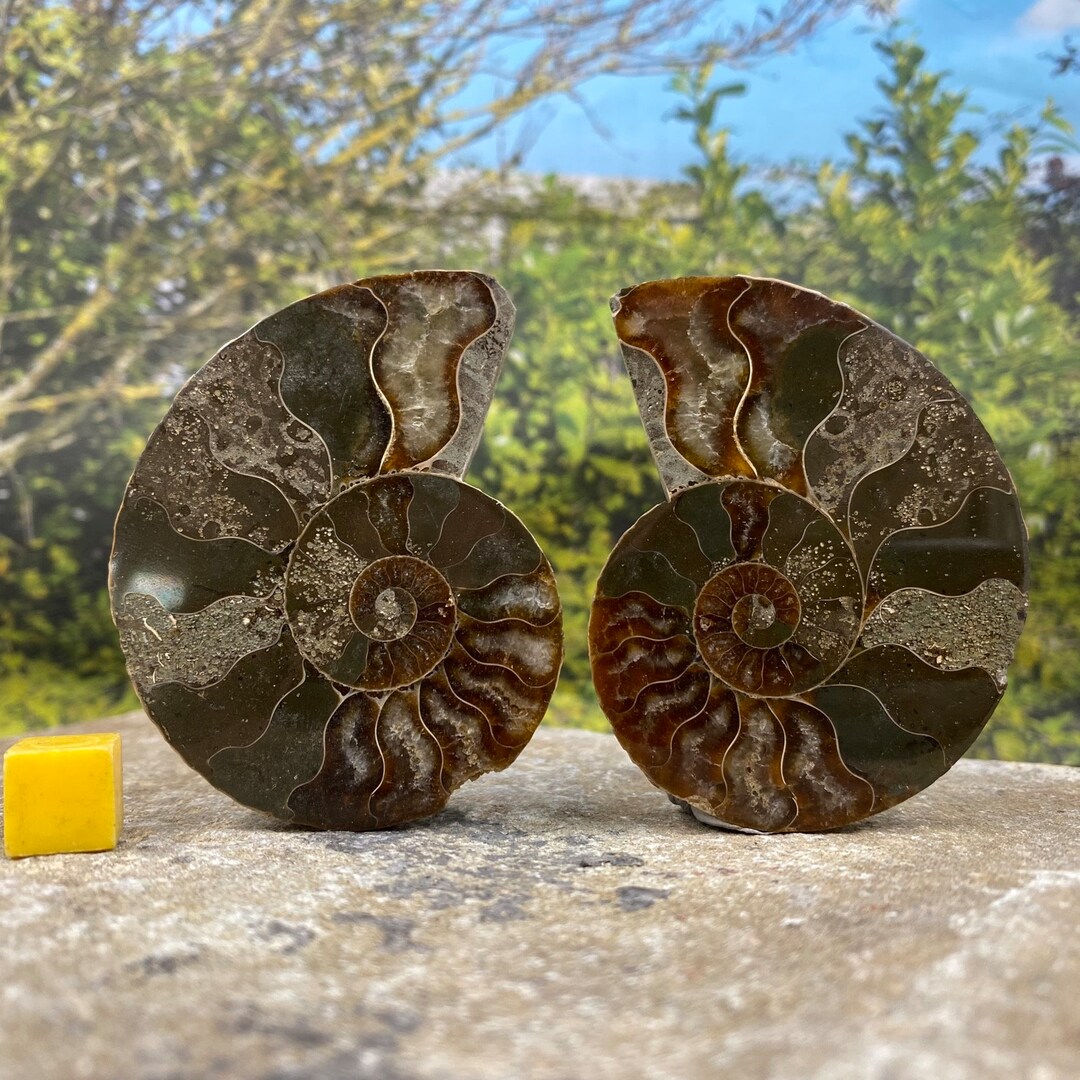 Cut & Polished Fossil Ammonites Matching Pair Ammonoids - Etsy