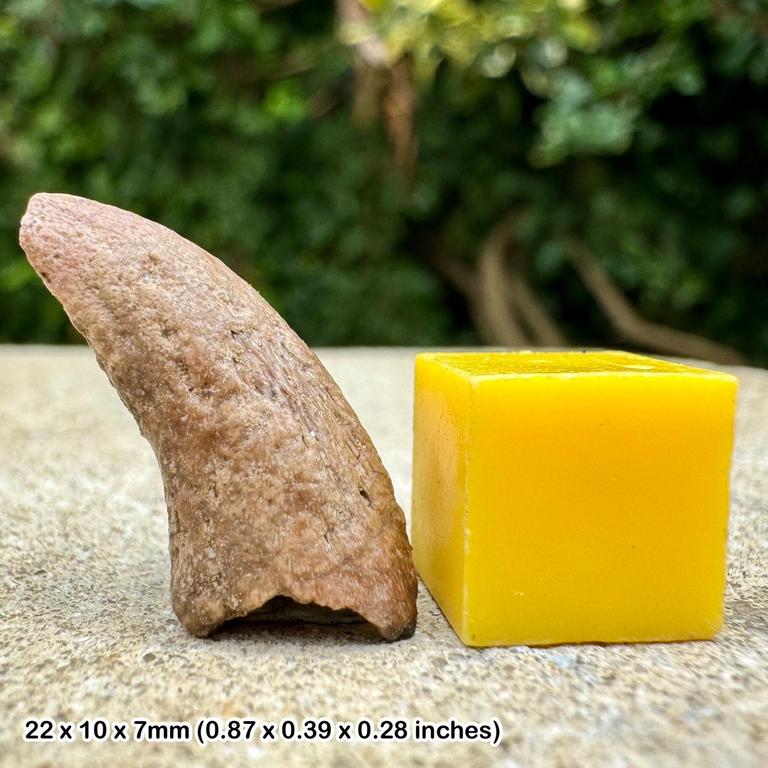 Authentic Majungasaurus Dinosaur Claw Fossil Cretaceous Maevarano ...