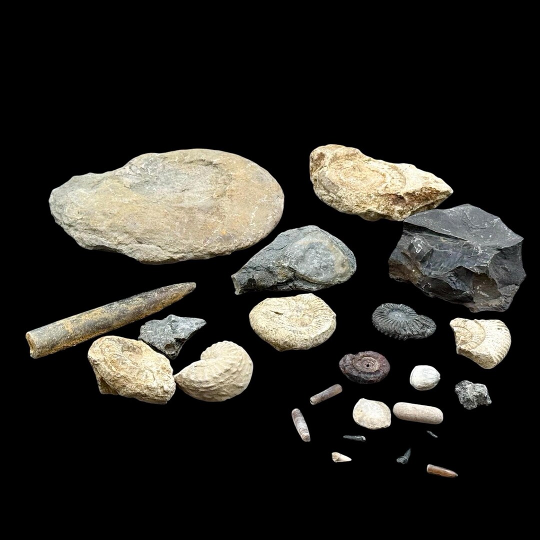 1kg British Fossil Mix X 23 | Jurassic Dorset & Somerset Fossils ...
