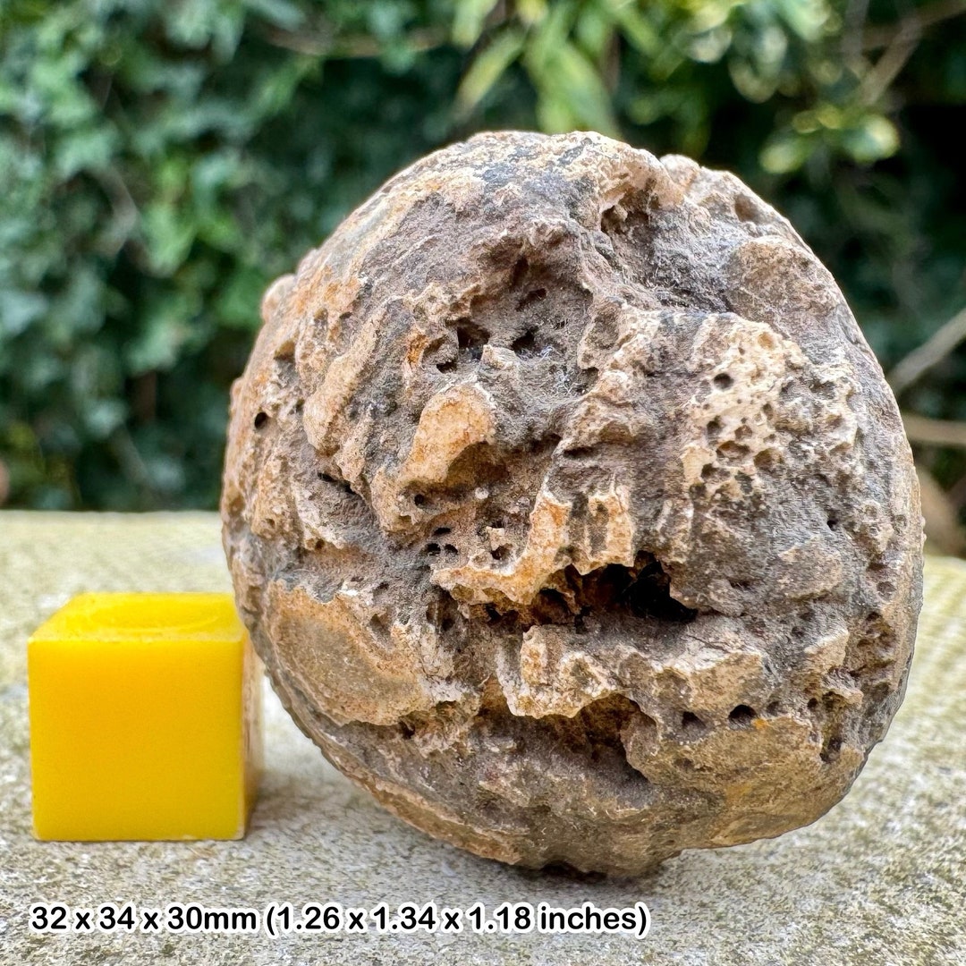 Exquisite Fossil Flint Echinoid sea Urchin Cretaceous Period, Norfolk ...