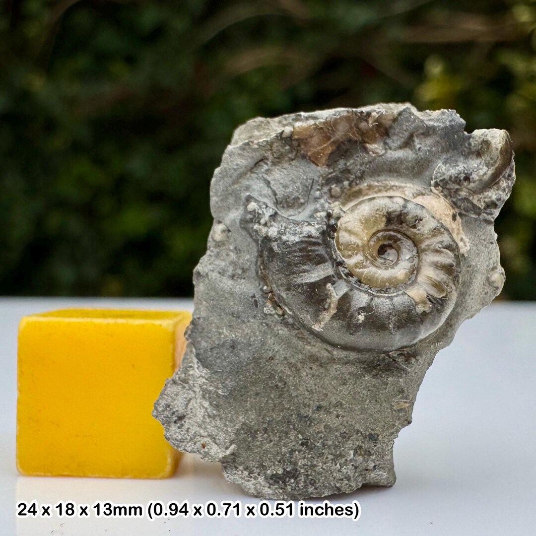Promicroceras Calcite Ammonite Fossil Lower Lias Black Ven Lyme Regis ...