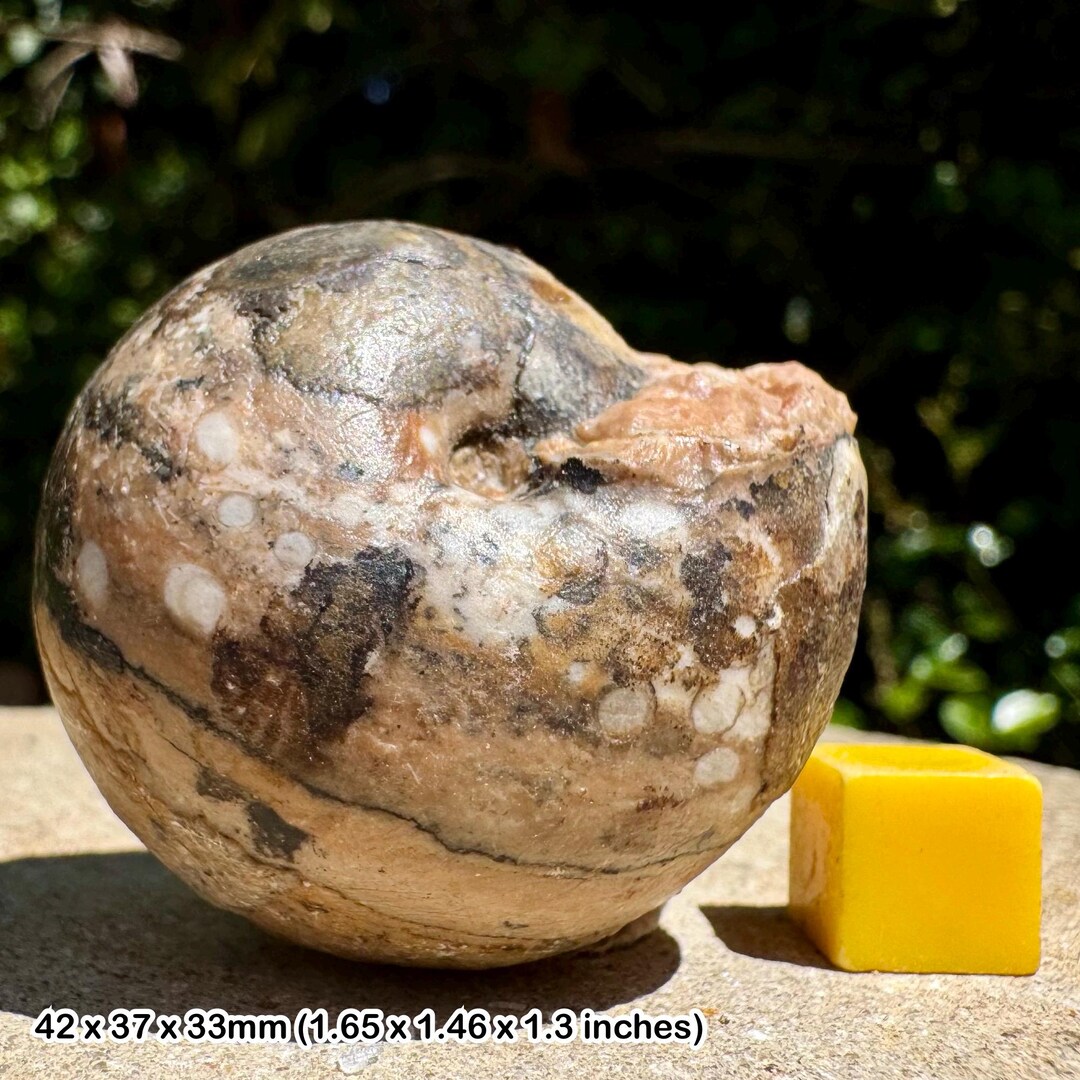 Rare Fossil Ammonite Arcestes Triassic Carnian Austria Fenerkrugel ...