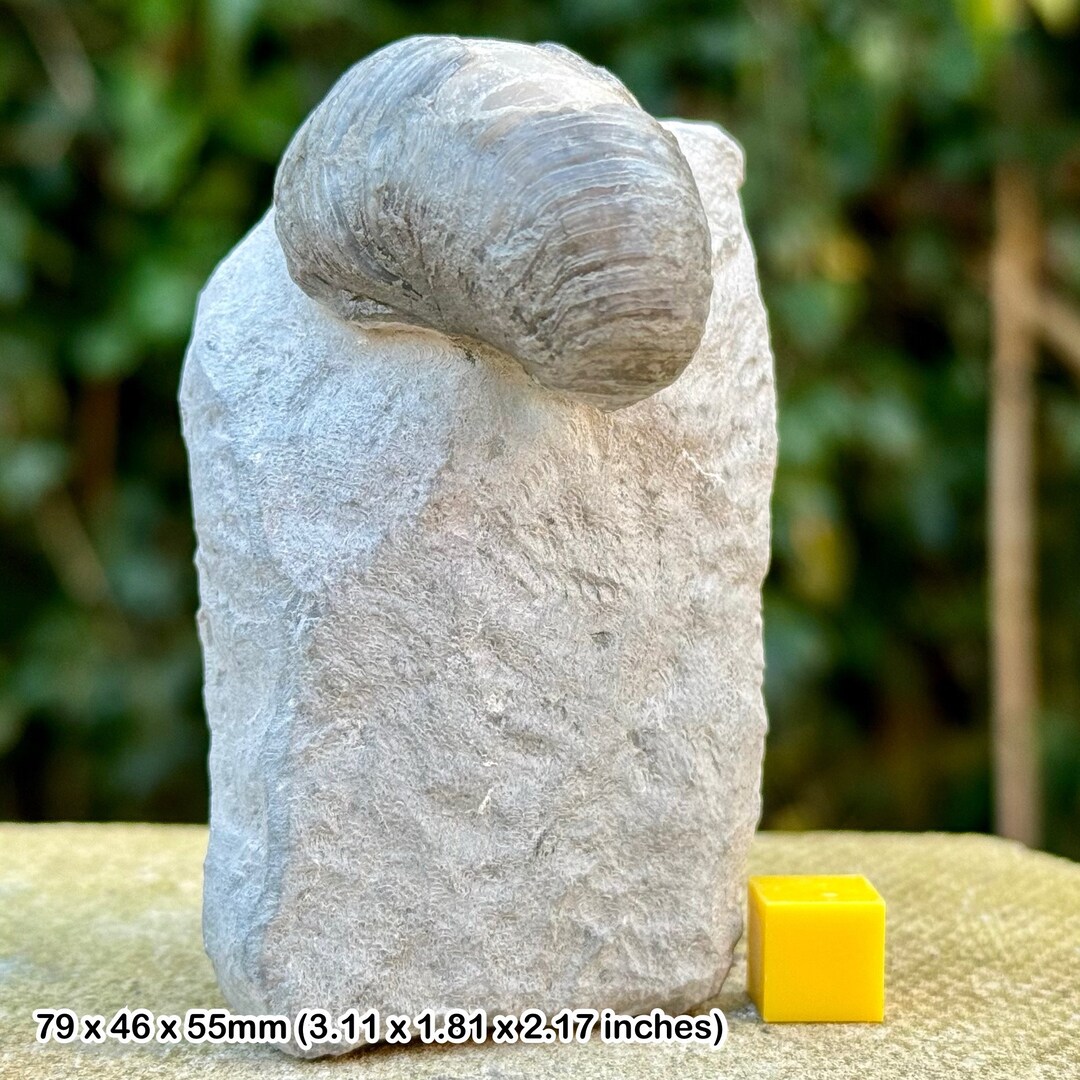 Genuine Fossil Gryphaea Shell (devil's Toenail) - Jurassic: Hock Cliff ...