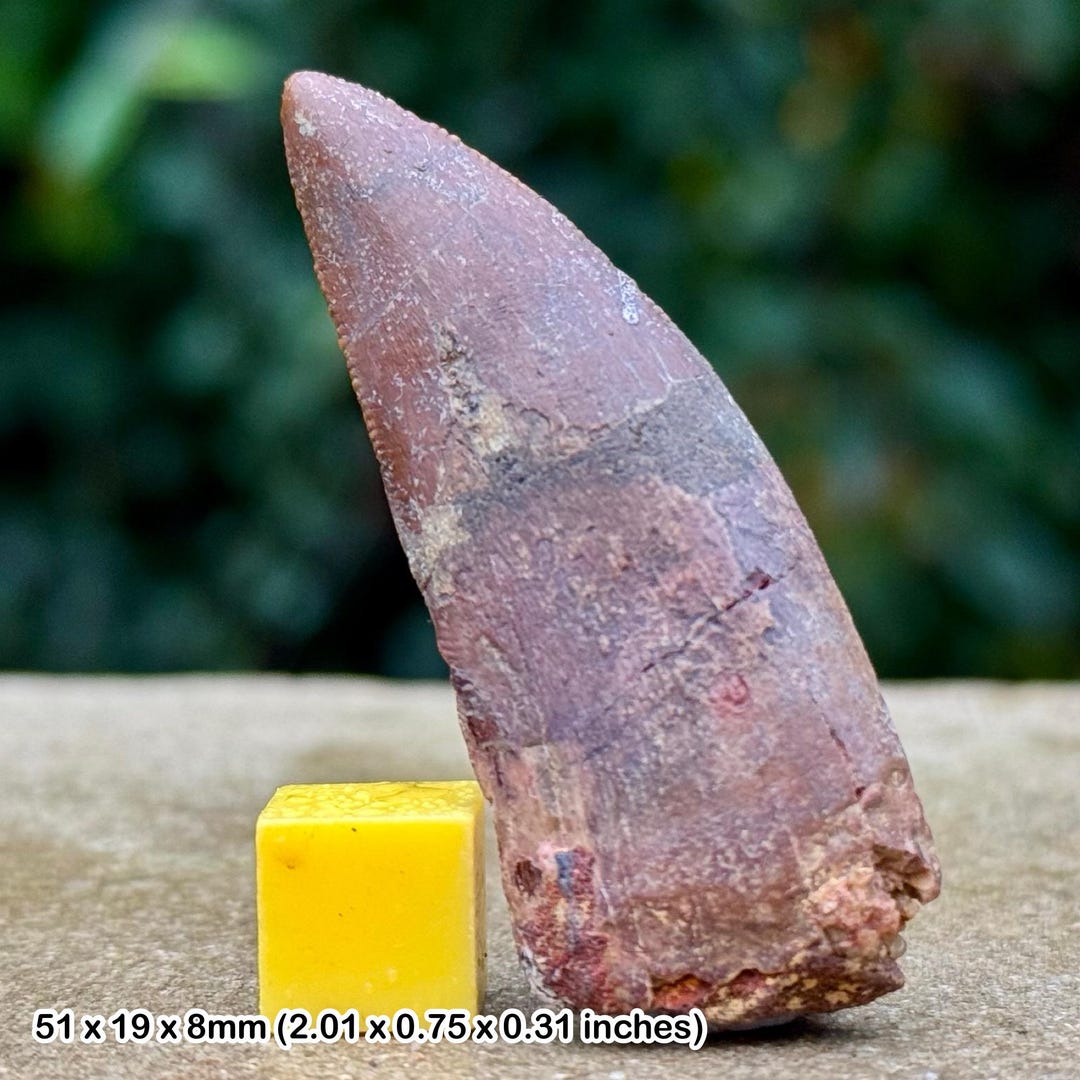 Carcharodontosaurus Dinosaur Tooth Fossil (similar to T-rex ...